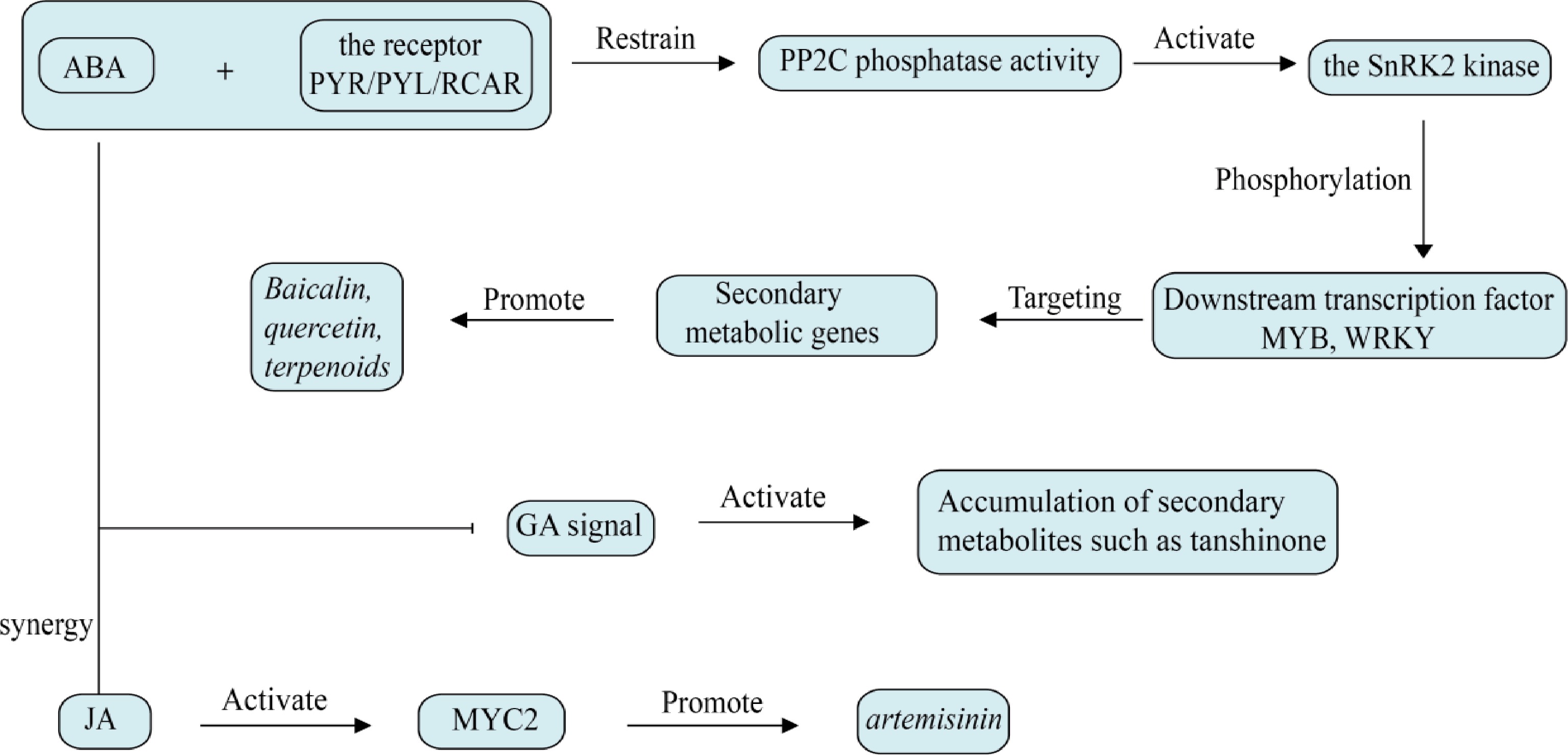 Regulation of plant hormones on the secondary metabolism of medicinal ...
