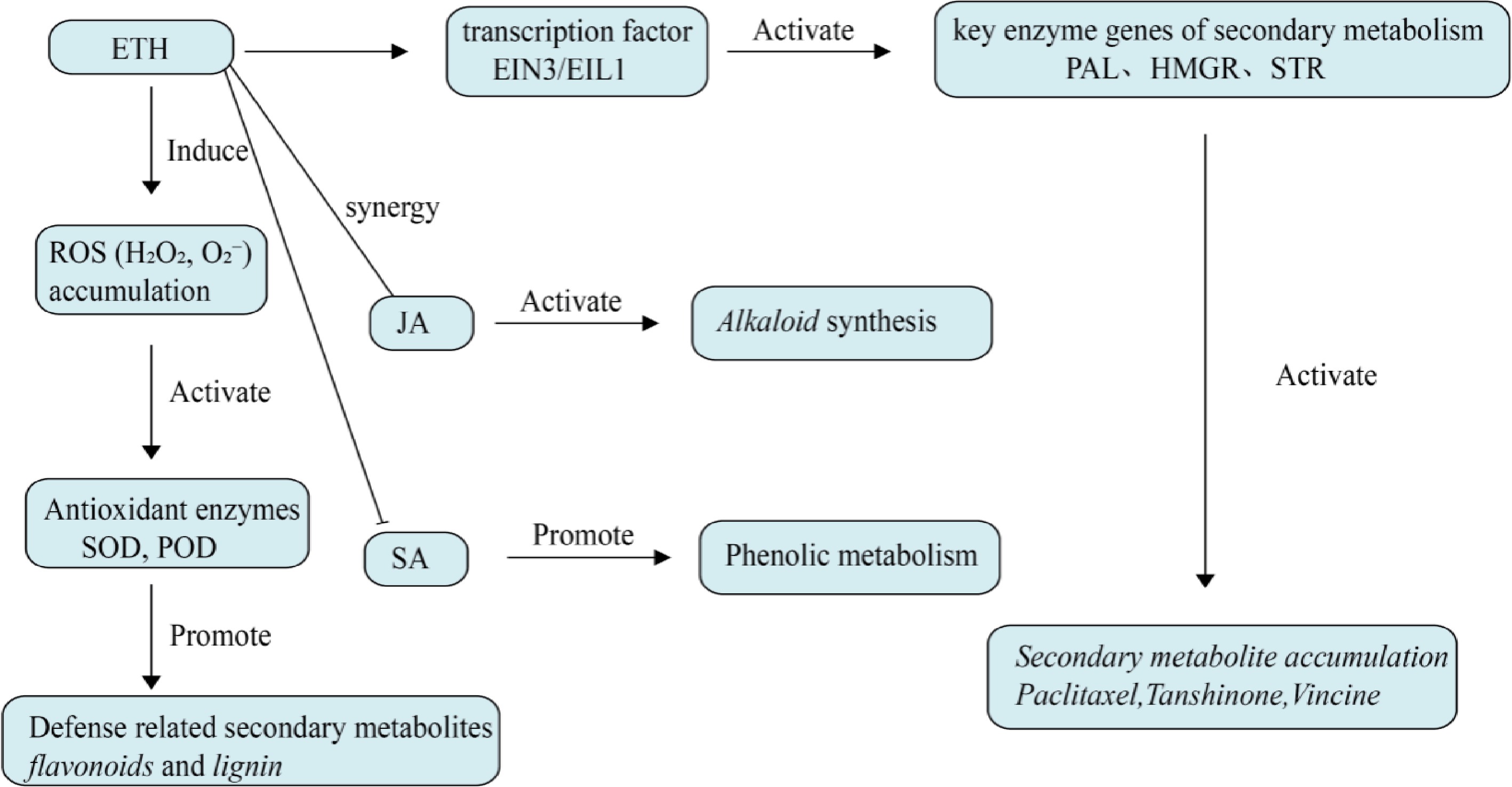 Regulation of plant hormones on the secondary metabolism of medicinal ...