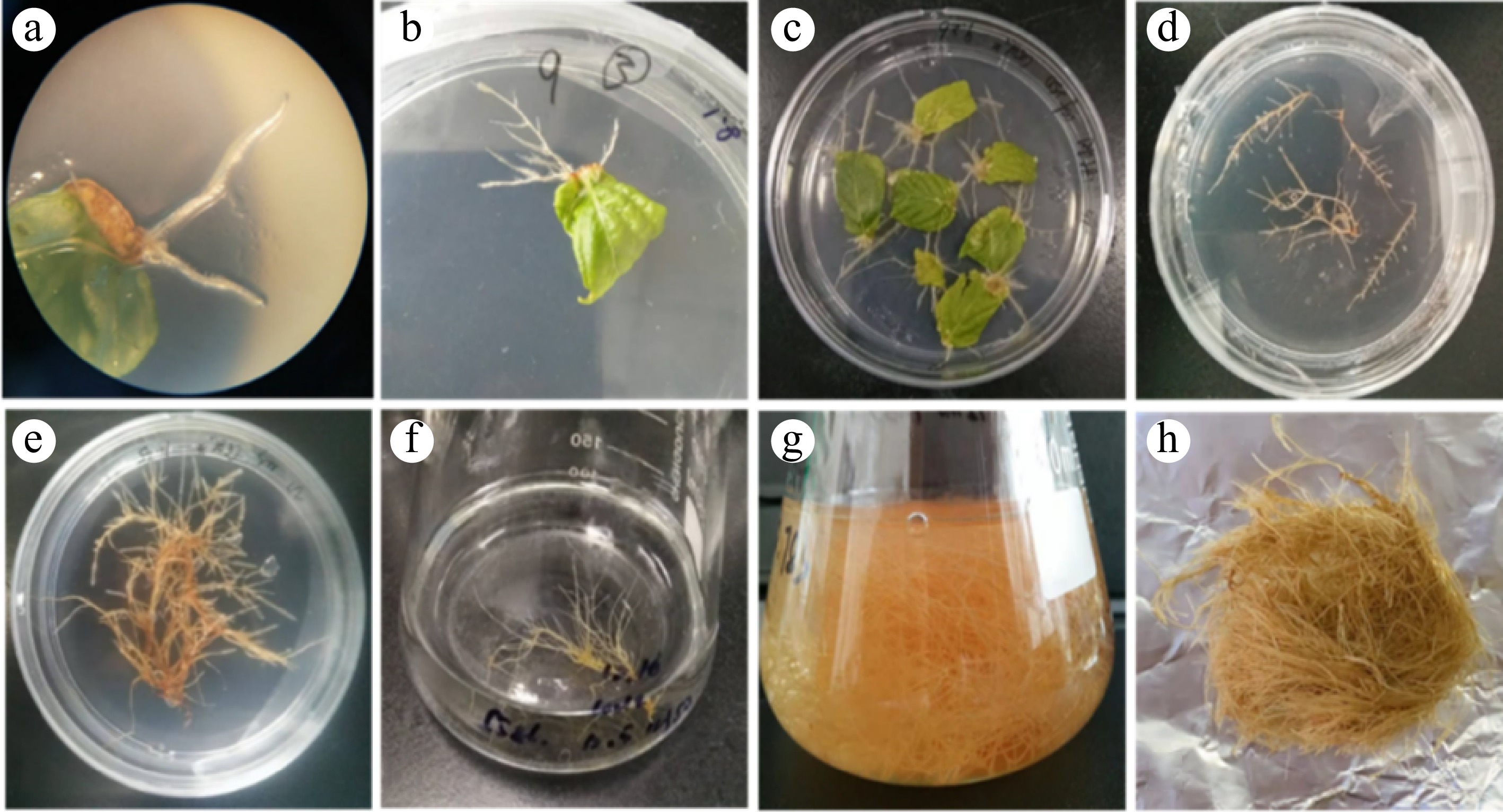 Establishment of hairy roots culture of Perilla frutescens L. and ...