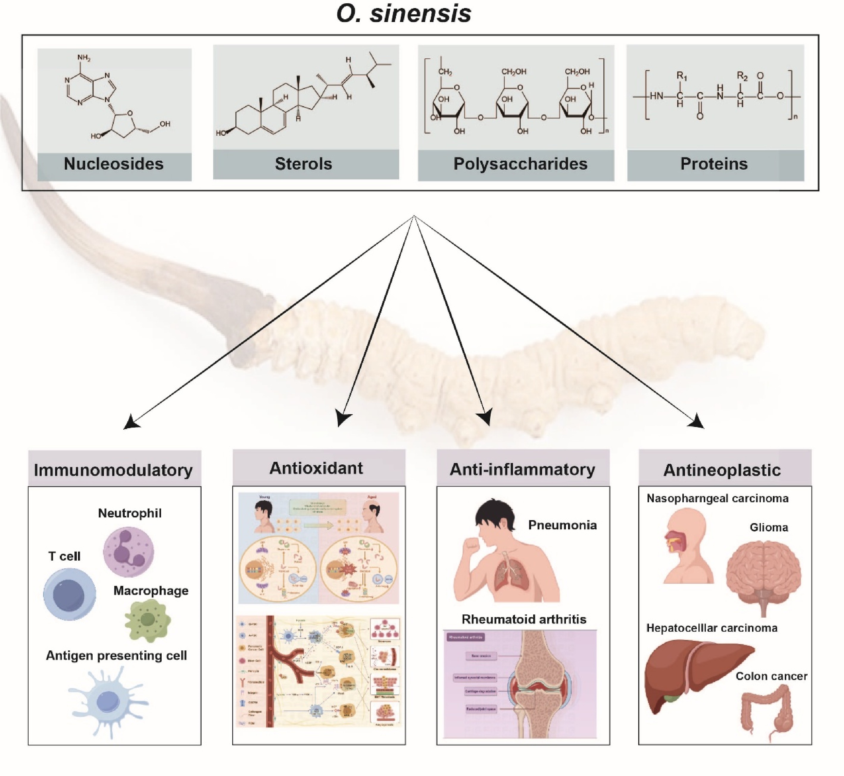 Composition, biosynthesis and pharmacological activities of chemical ...