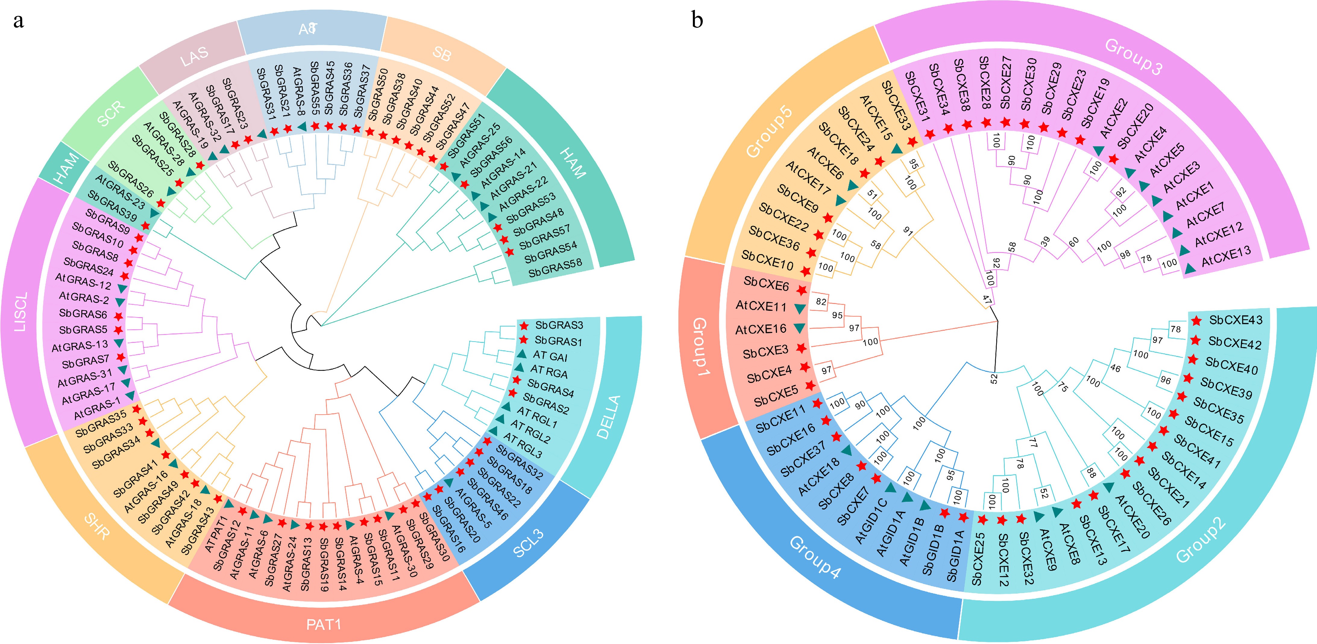 Genome-wide analysis of GRAS and CXE and interactions between SbDELLAs ...