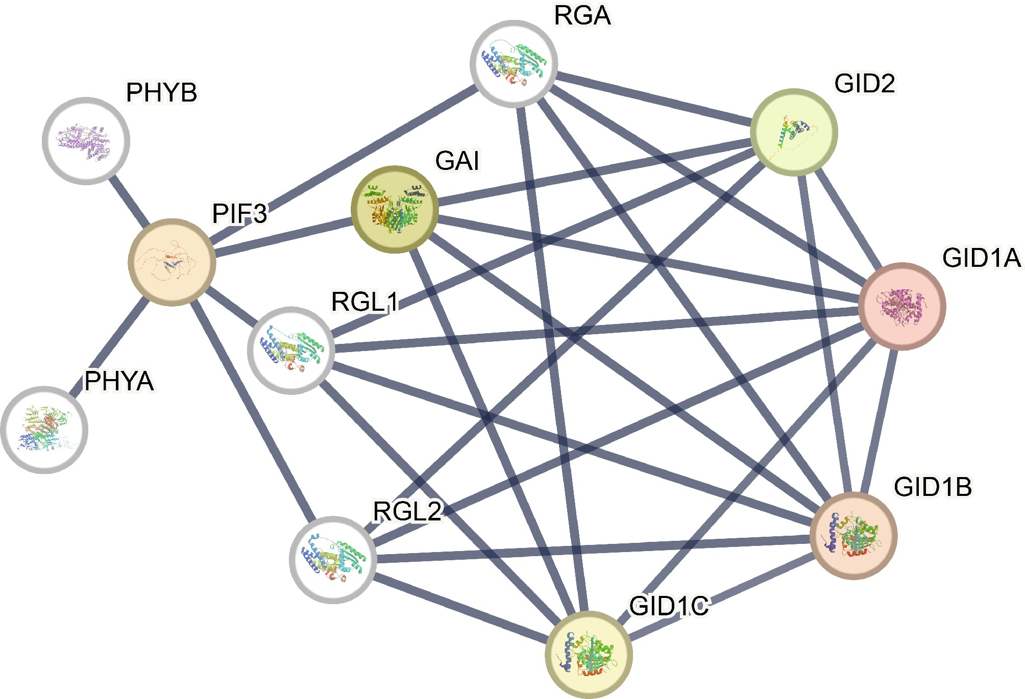 Genome-wide analysis of GRAS and CXE and interactions between SbDELLAs ...