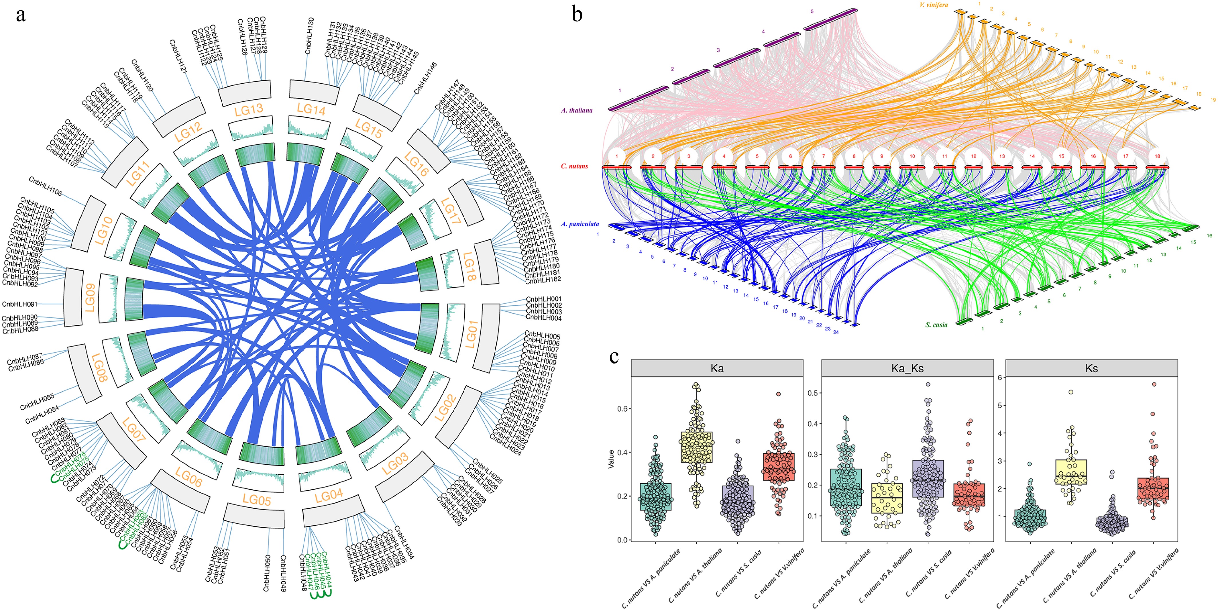 The basic helix-loop-helix (bHLH) gene family in Clinacanthus nutans ...