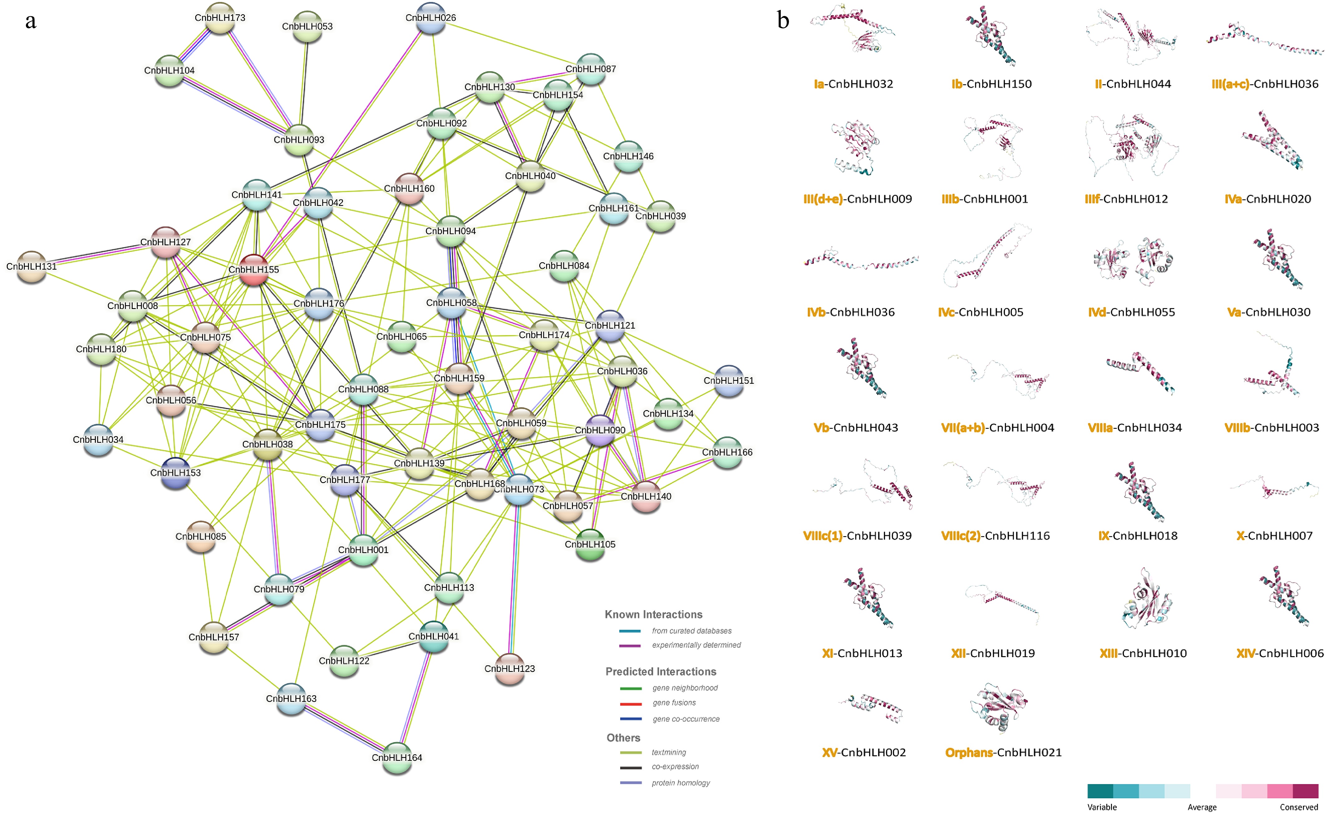 The basic helix-loop-helix (bHLH) gene family in Clinacanthus nutans ...