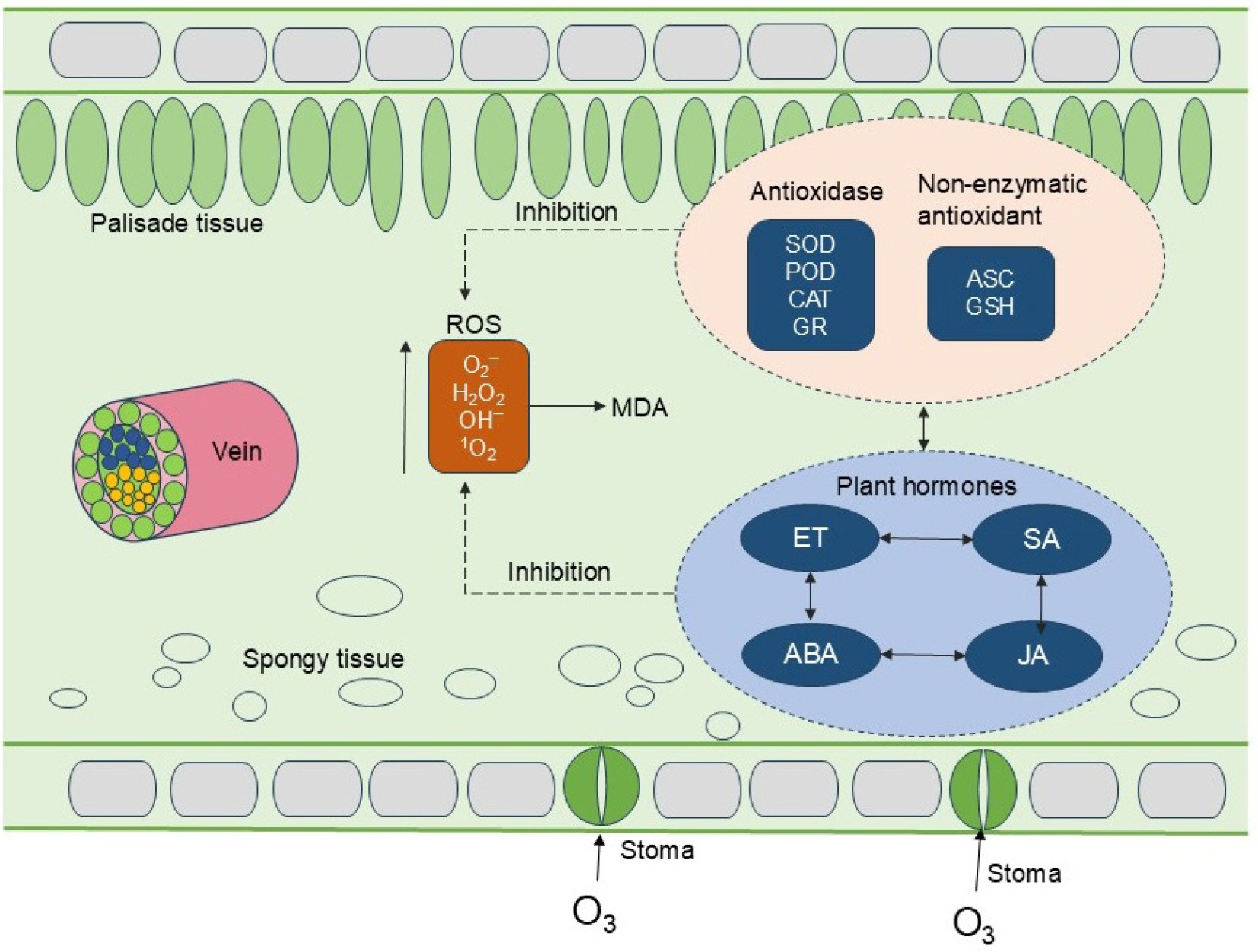 Ground-level ozone stress in medicinal plants: response mechanisms and ...