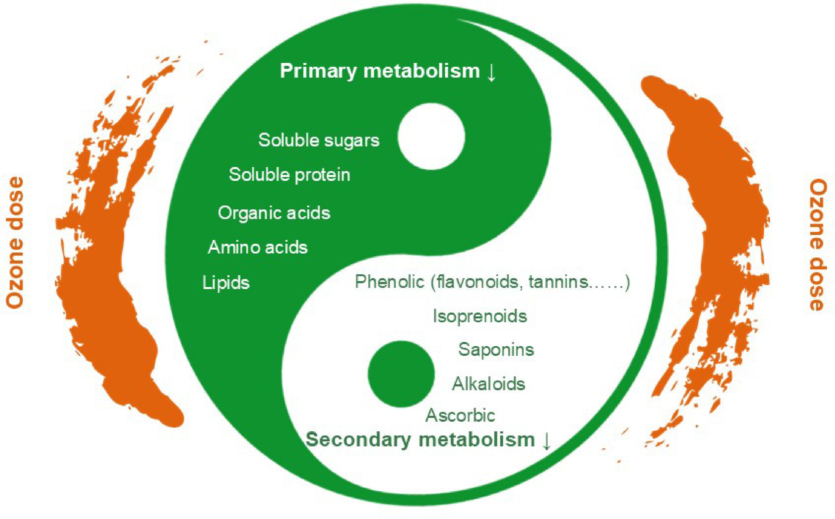 Ground-level ozone stress in medicinal plants: response mechanisms and ...