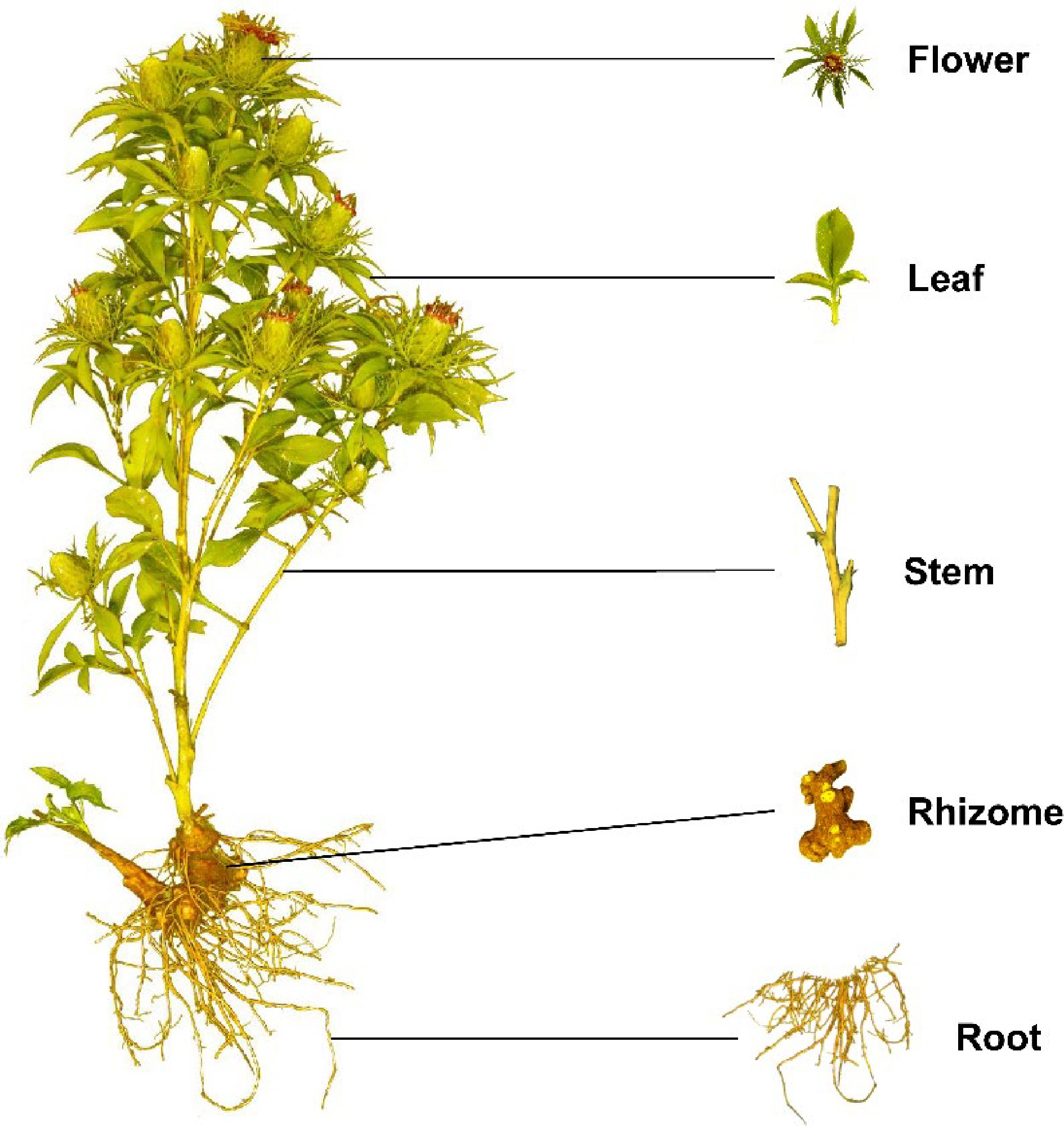 Current progress of Atractylodes macrocephala Koidz.: A review of its ...