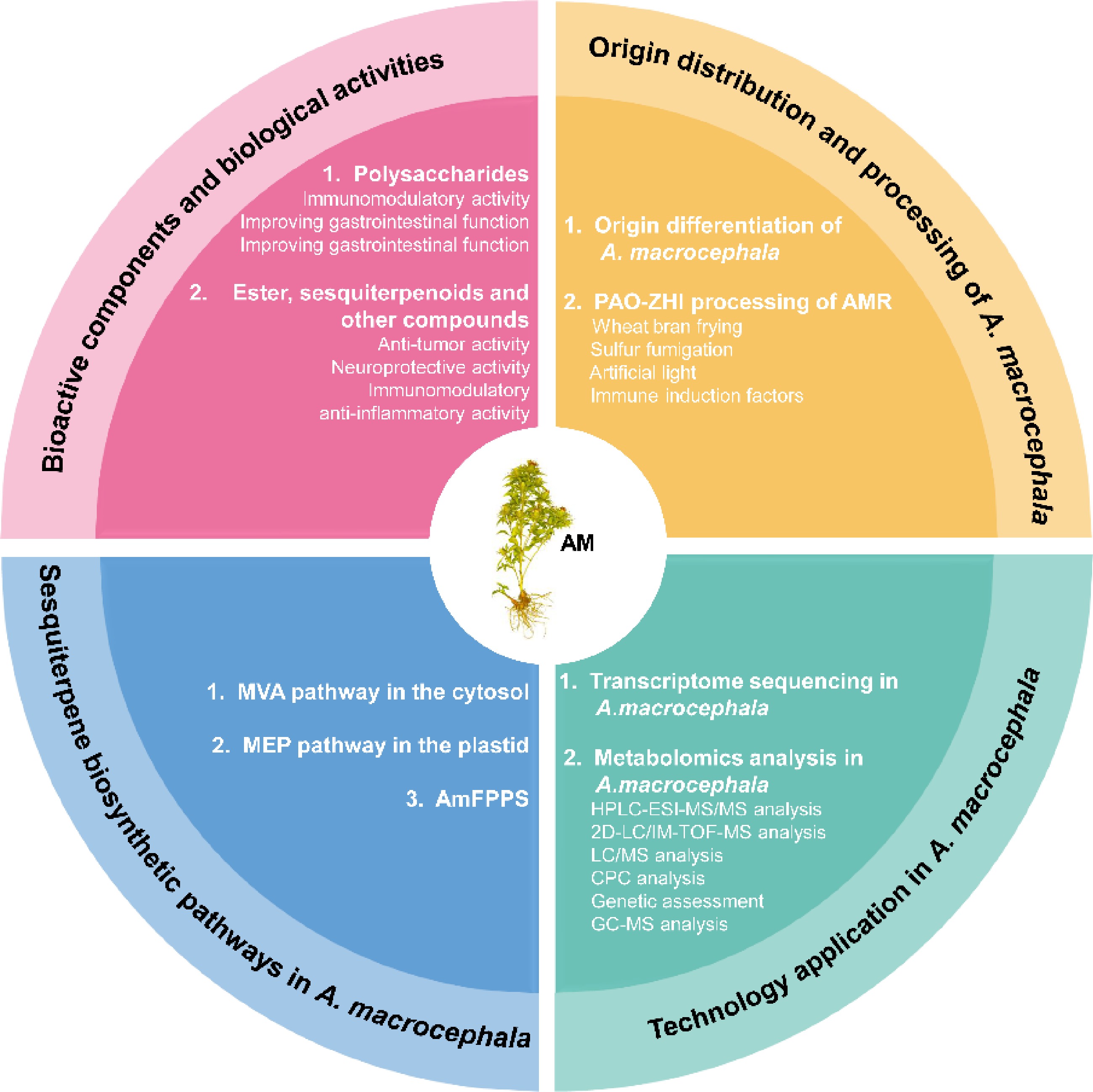 Current progress of Atractylodes macrocephala Koidz.: A review of its ...
