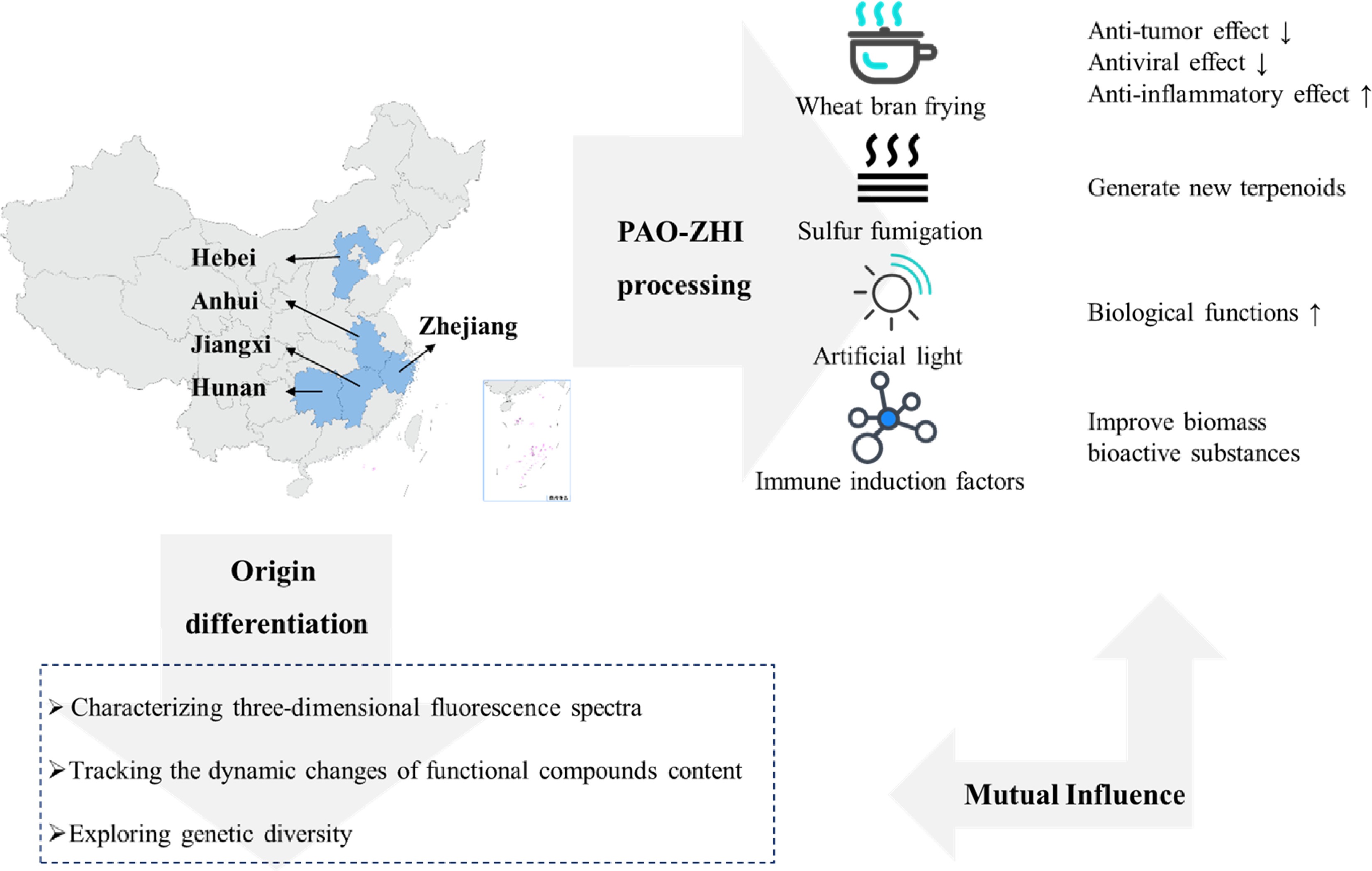 Current progress of Atractylodes macrocephala Koidz.: A review of its ...