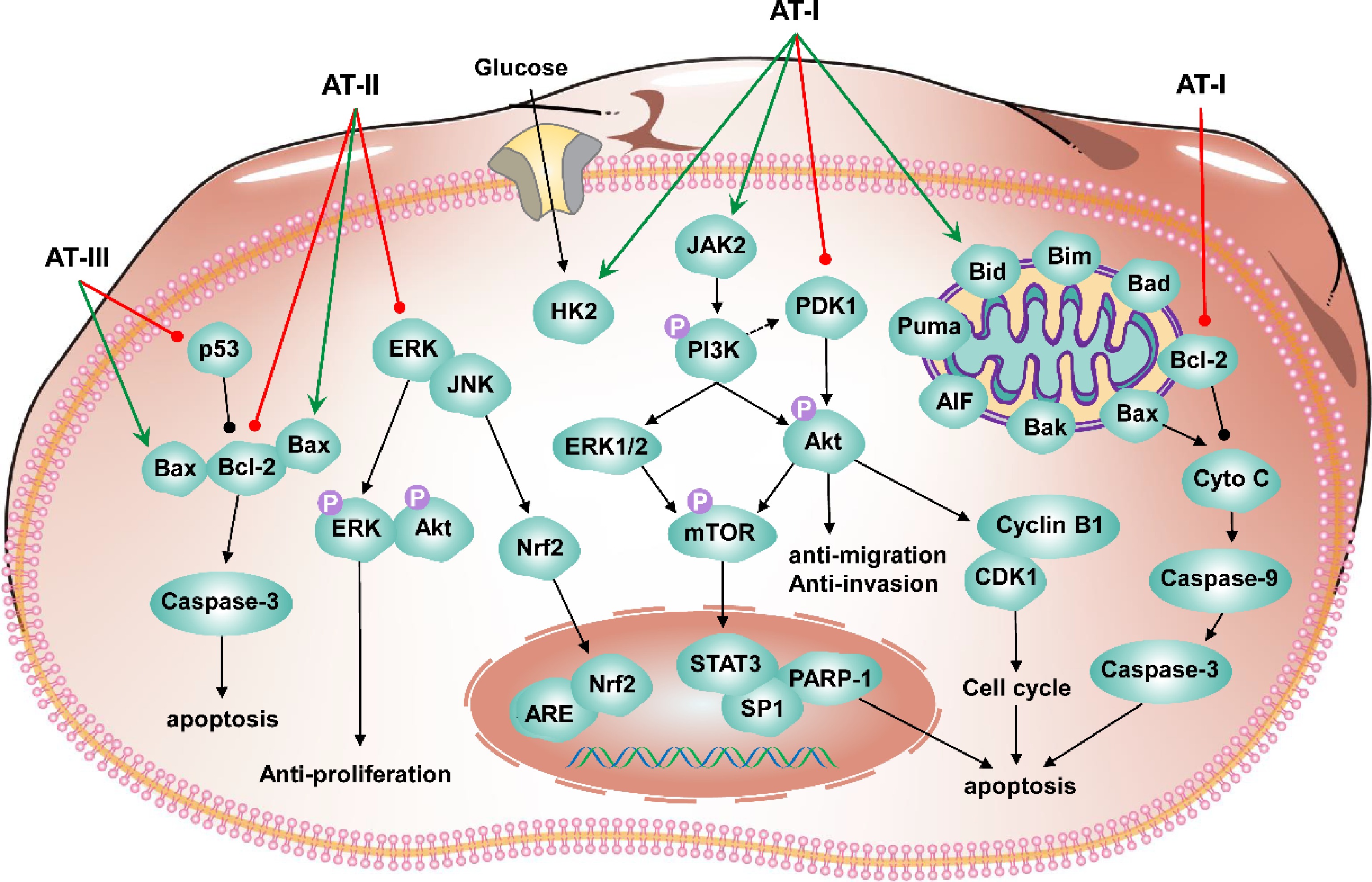 Current progress of Atractylodes macrocephala Koidz.: A review of its ...