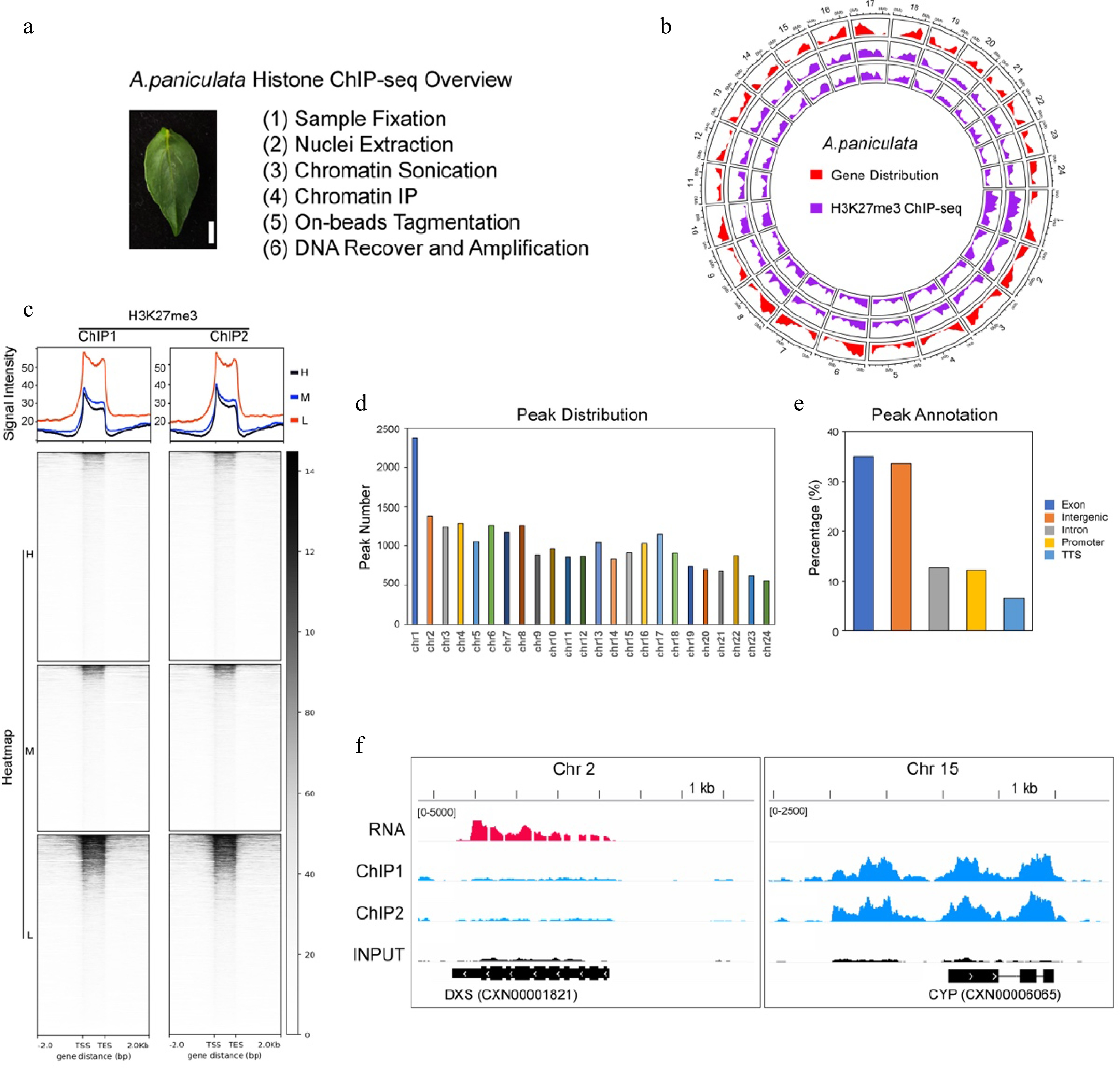 Establishment of a convenient ChIP-seq protocol for identification of the histone modification ...