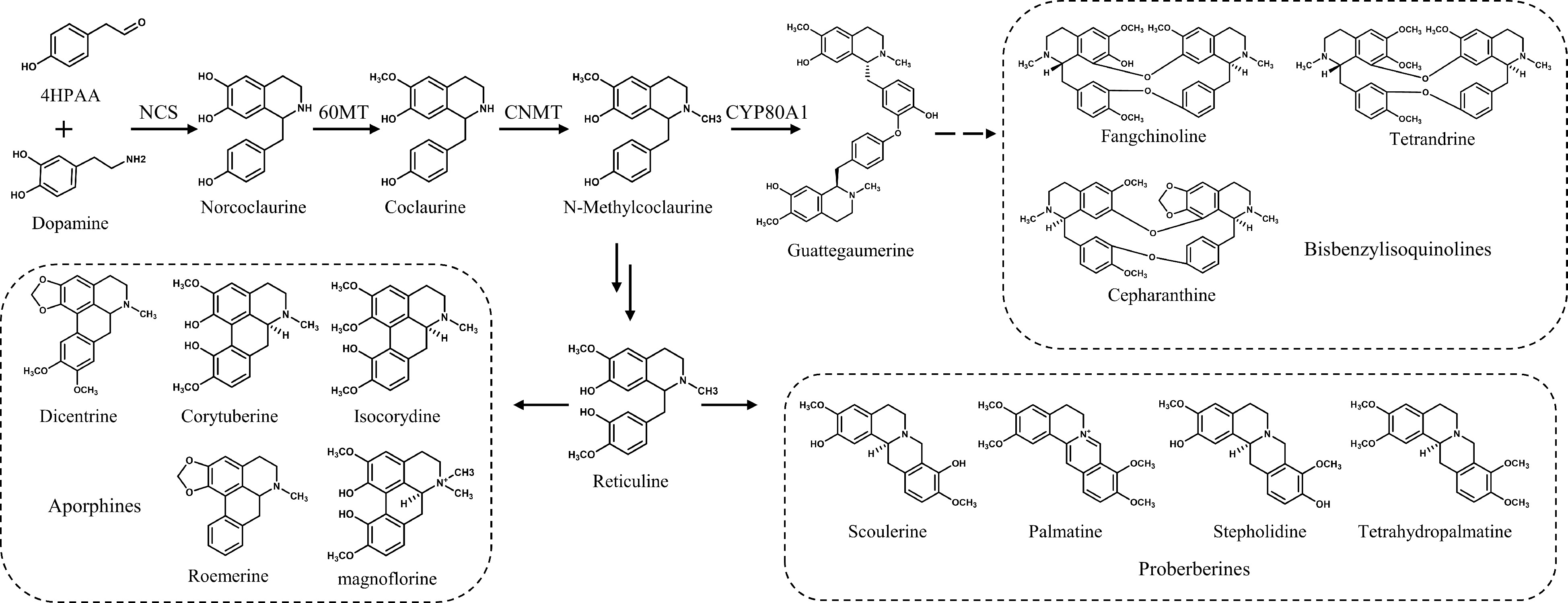 Establishment of hairy root culture and its genetic transformation of ...