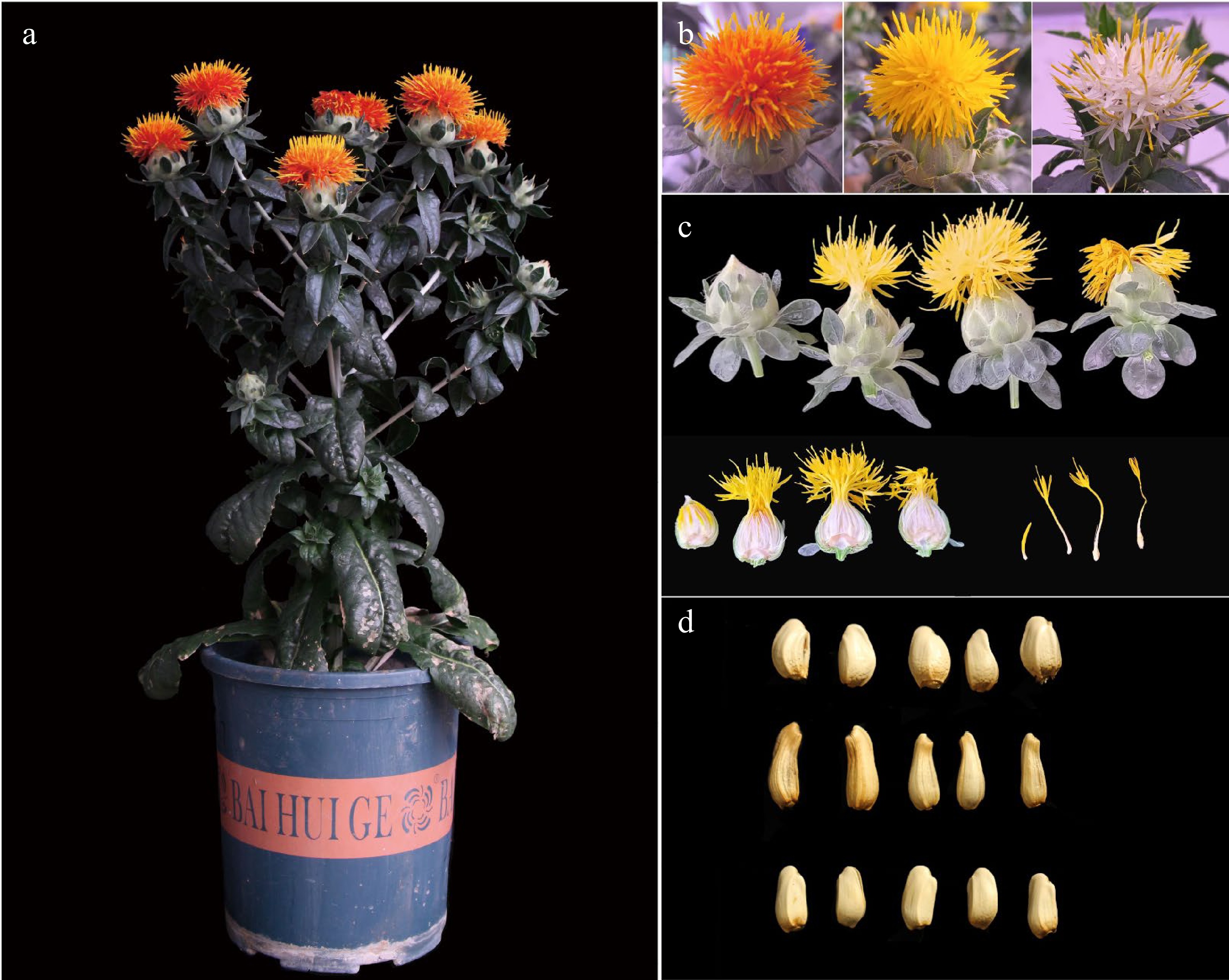 Current advances of Carthamus tinctorius L.: A review of its ...
