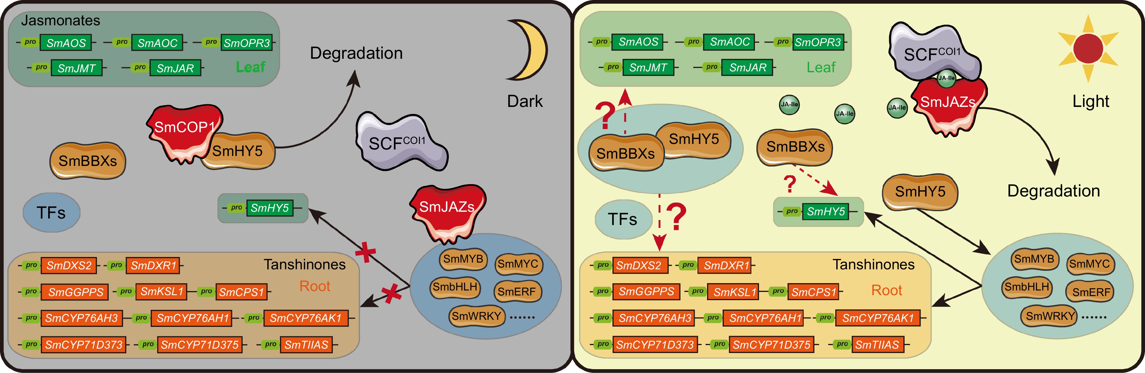 Transcriptome and yeast two-hybrid sequencing shed light on the ...