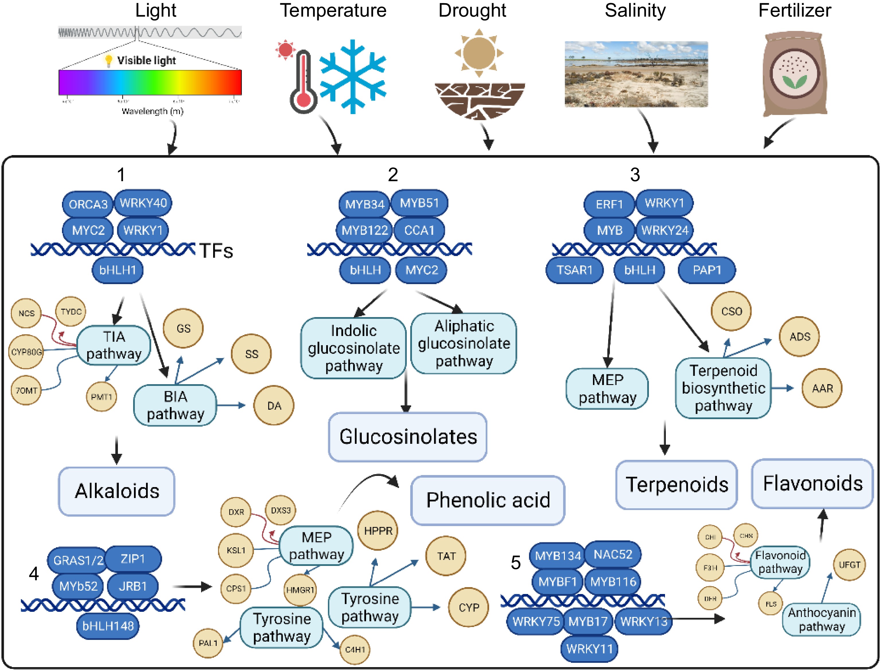 Environmental factors on secondary metabolism in medicinal plants ...