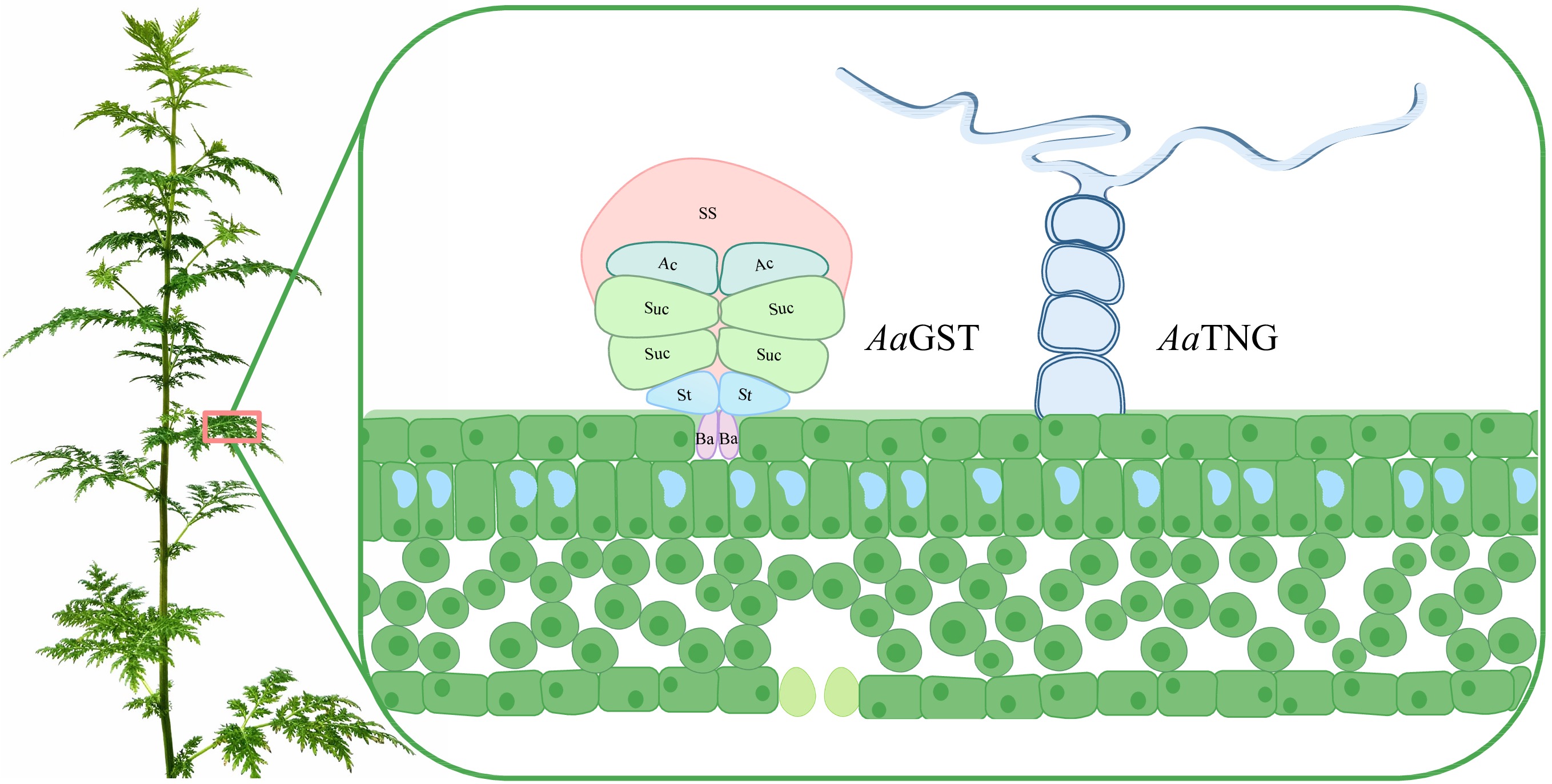 Glandular trichomes the factory of artemisinin biosynthesis