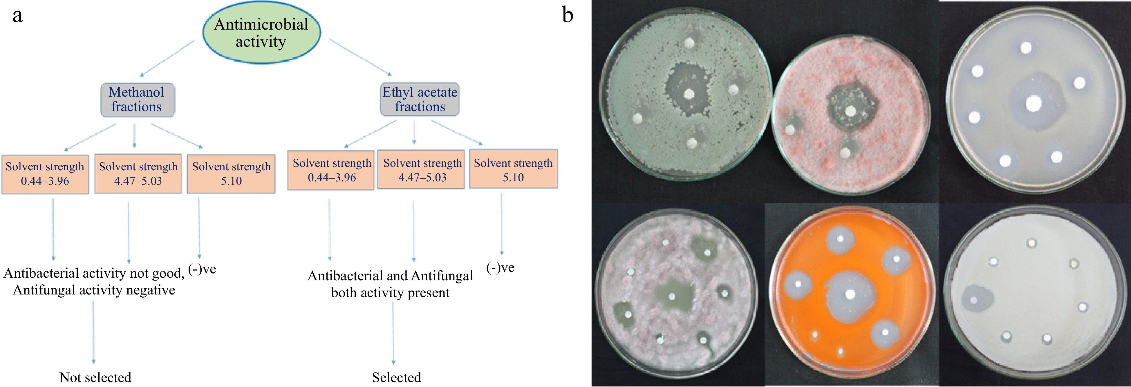 Strategic engineering for detecting antimicrobial compounds from Taxus ...