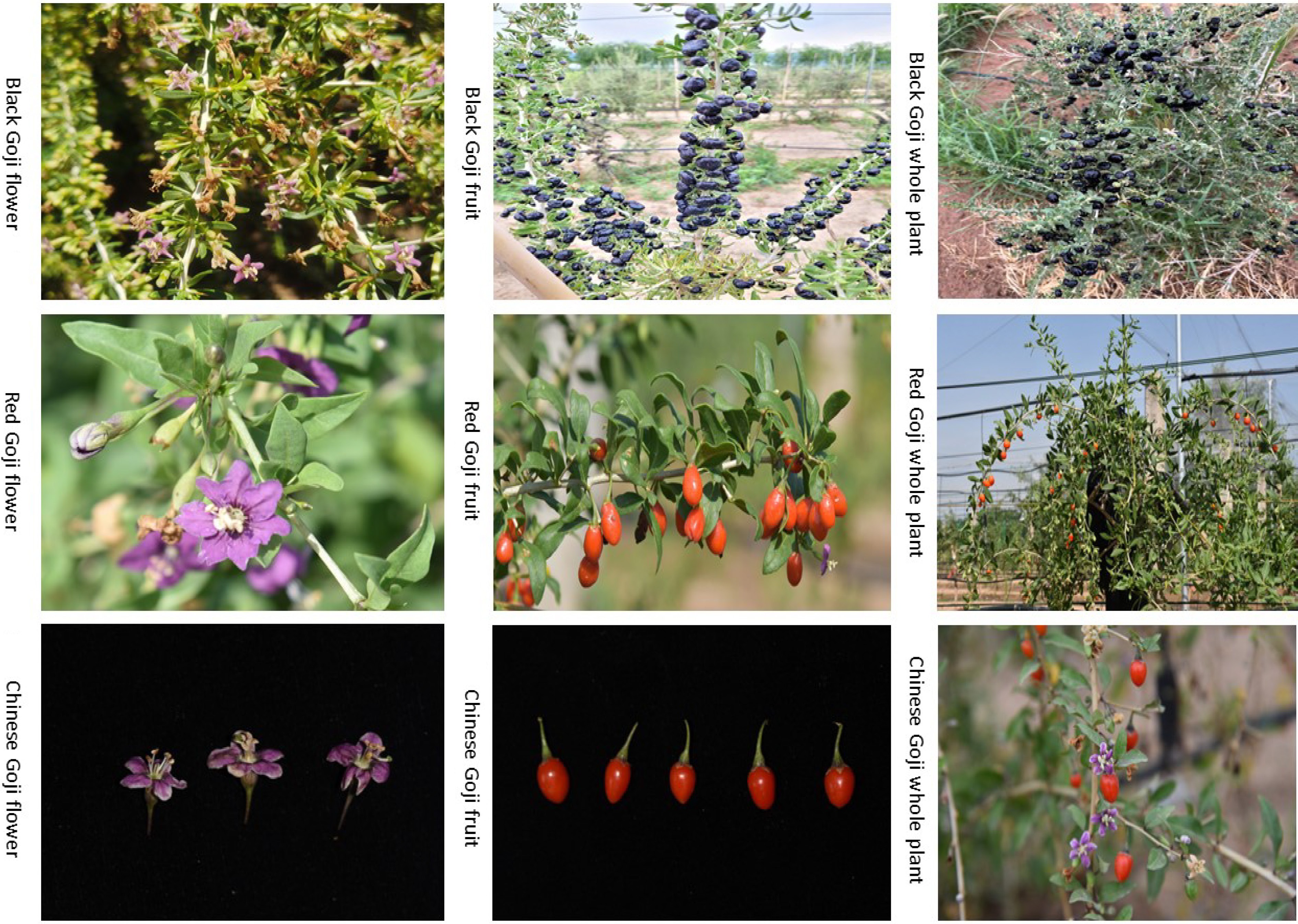 Preservation and innovation of goji berry germplasm resources