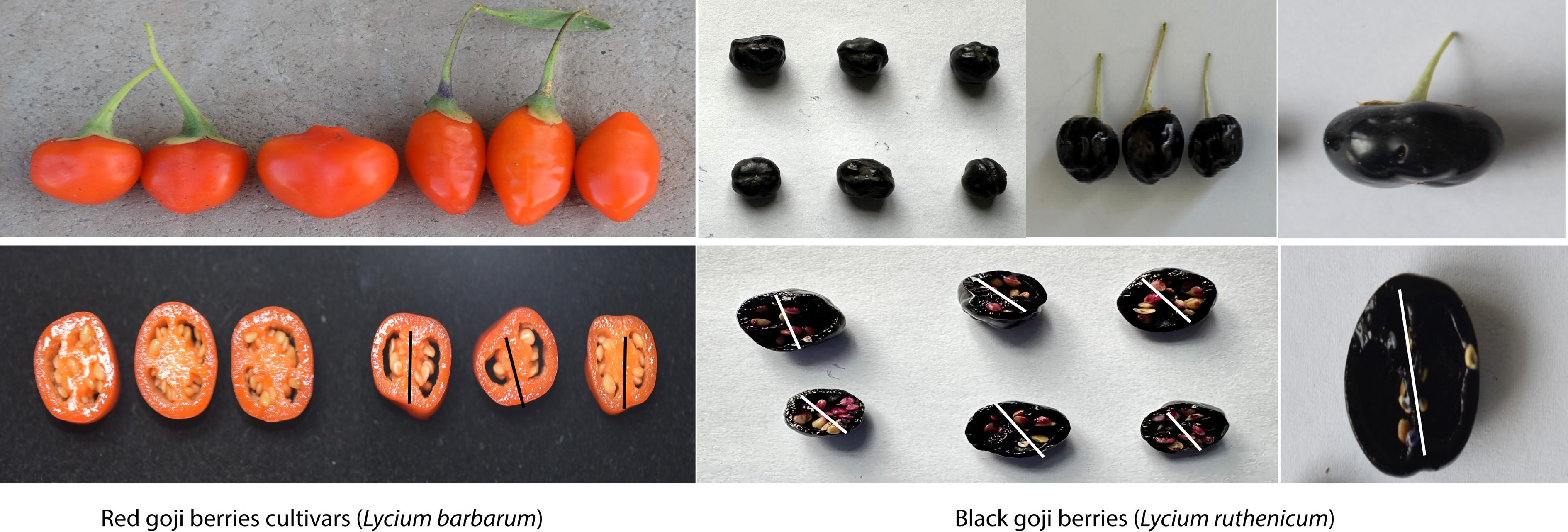 Preservation and innovation of goji berry germplasm resources