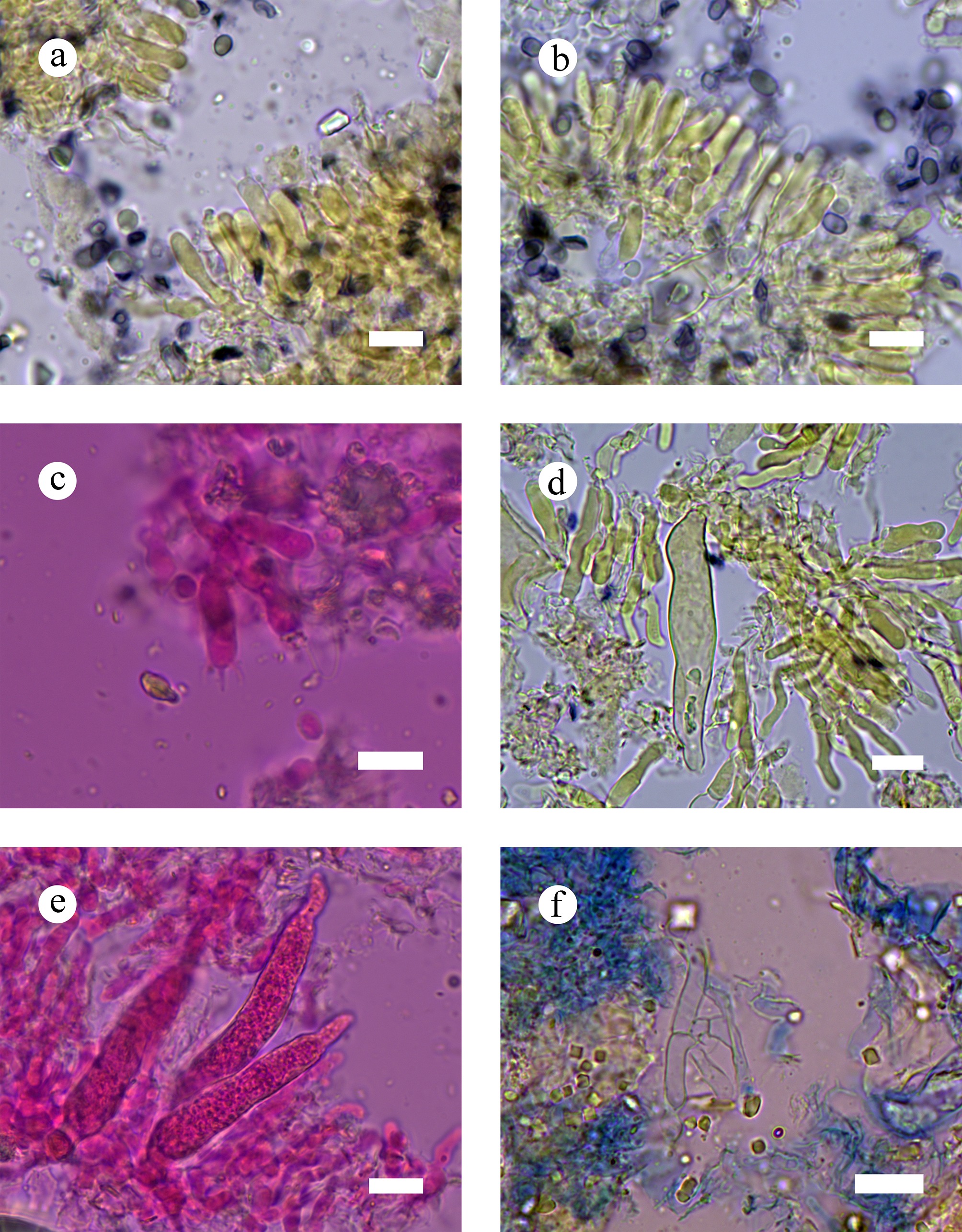 Notes, taxonomy, and phylogeny of wood-inhabiting fungi in Russulales