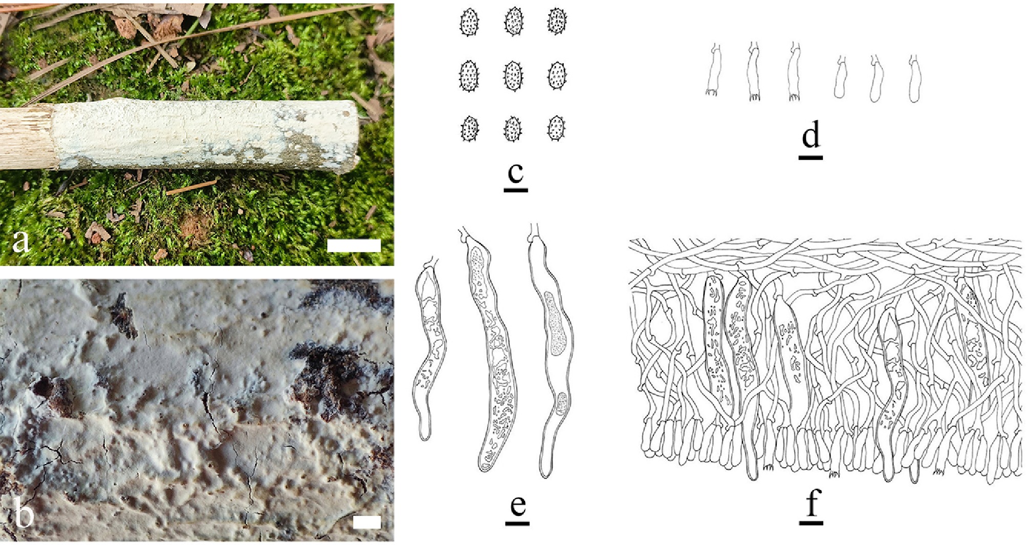 Notes, taxonomy, and phylogeny of wood-inhabiting fungi in Russulales