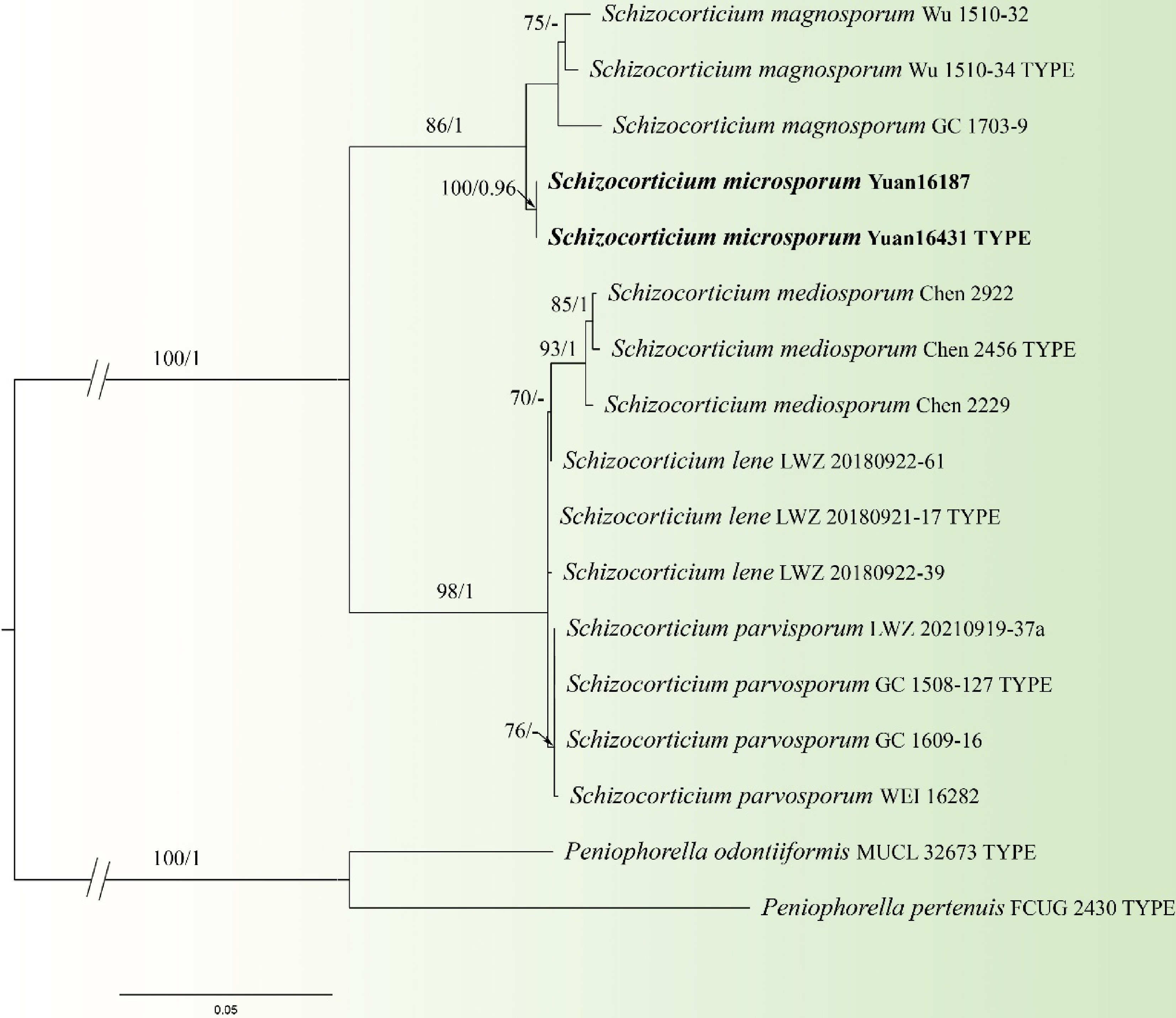 Species diversity of corticioid and hydnoid fungi in China and their ...
