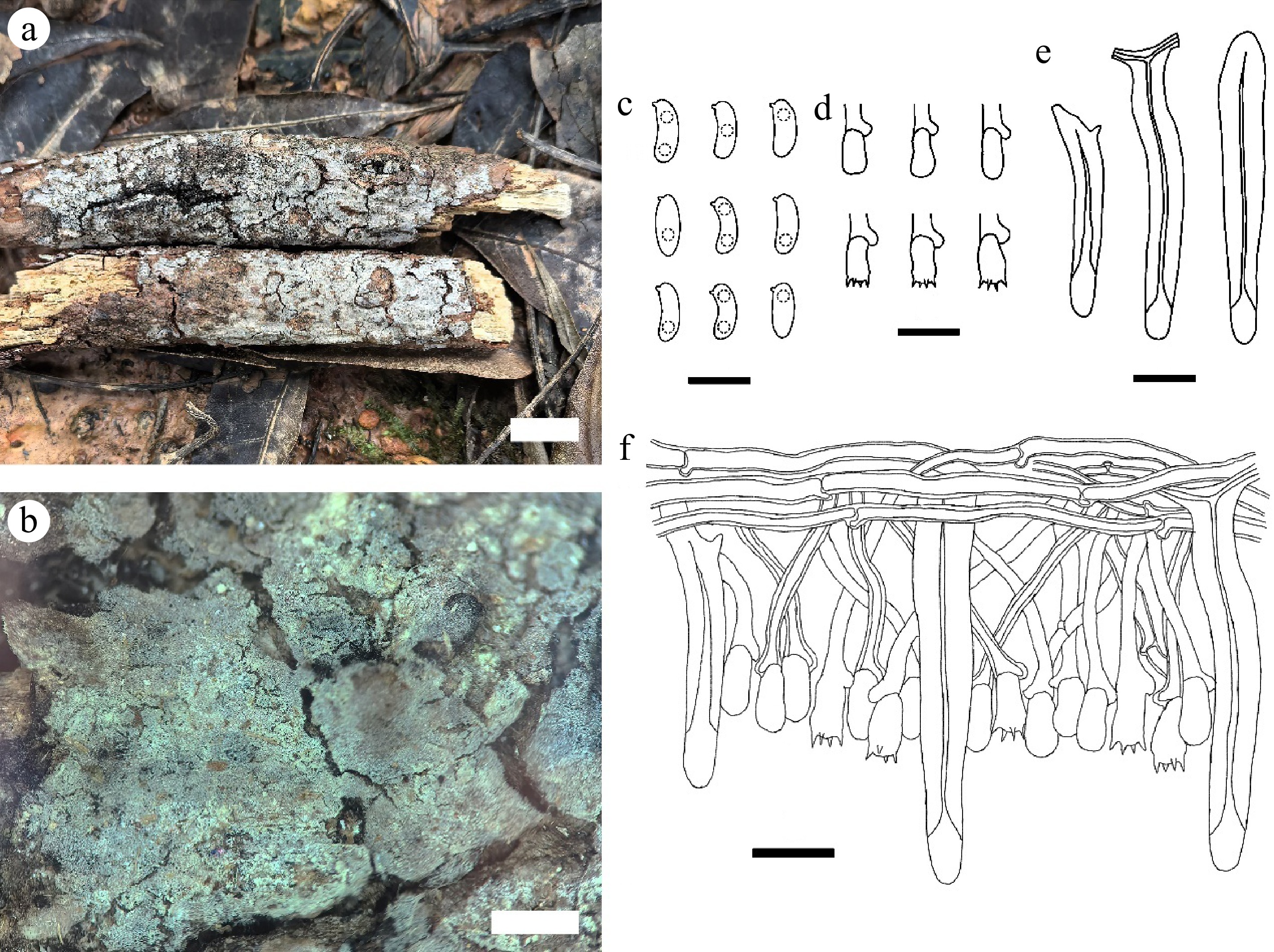 Species diversity of corticioid and hydnoid fungi in China and their ...