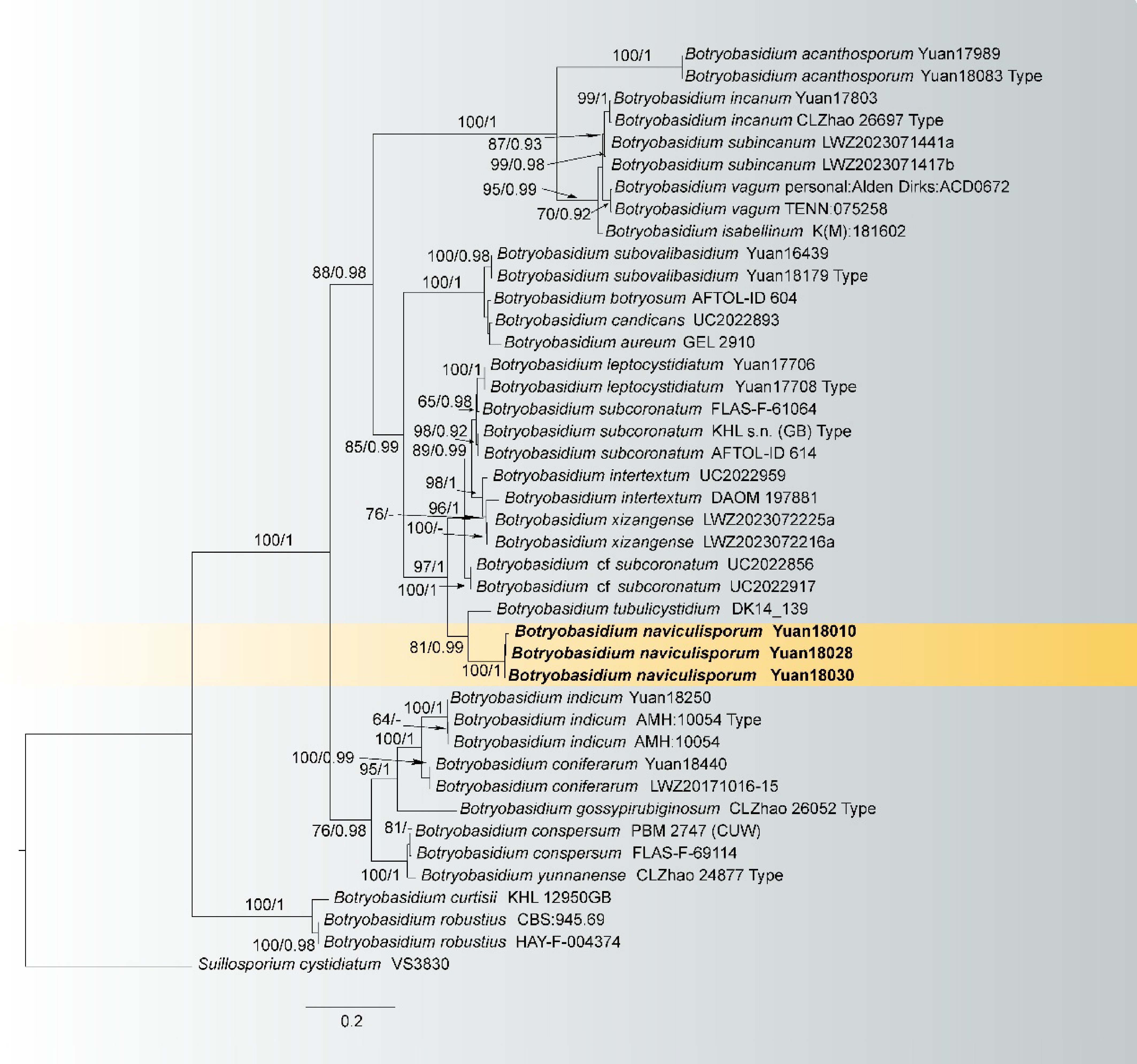 Species diversity of corticioid and hydnoid fungi in China and their ...