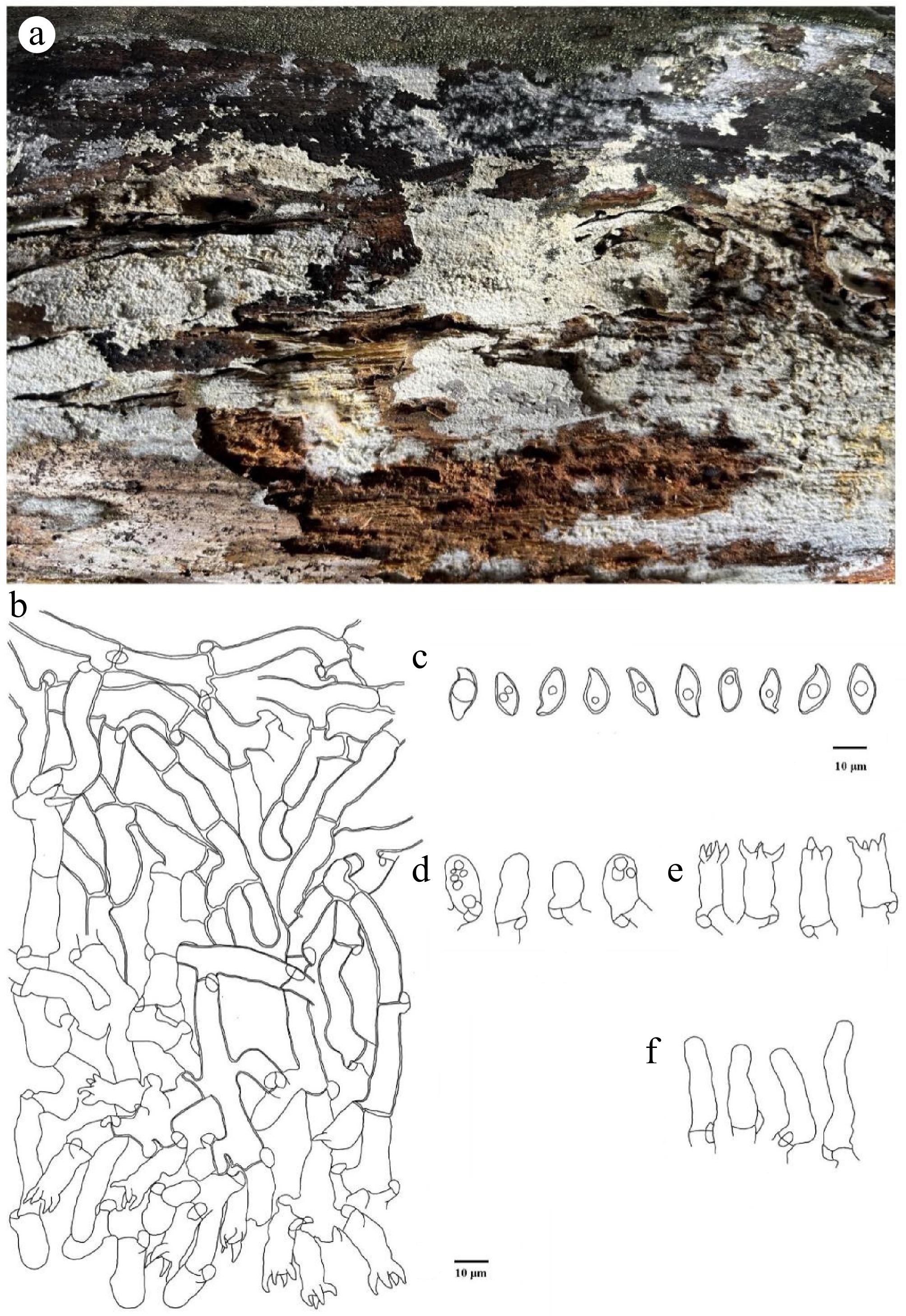 Species diversity of corticioid and hydnoid fungi in China and their ...