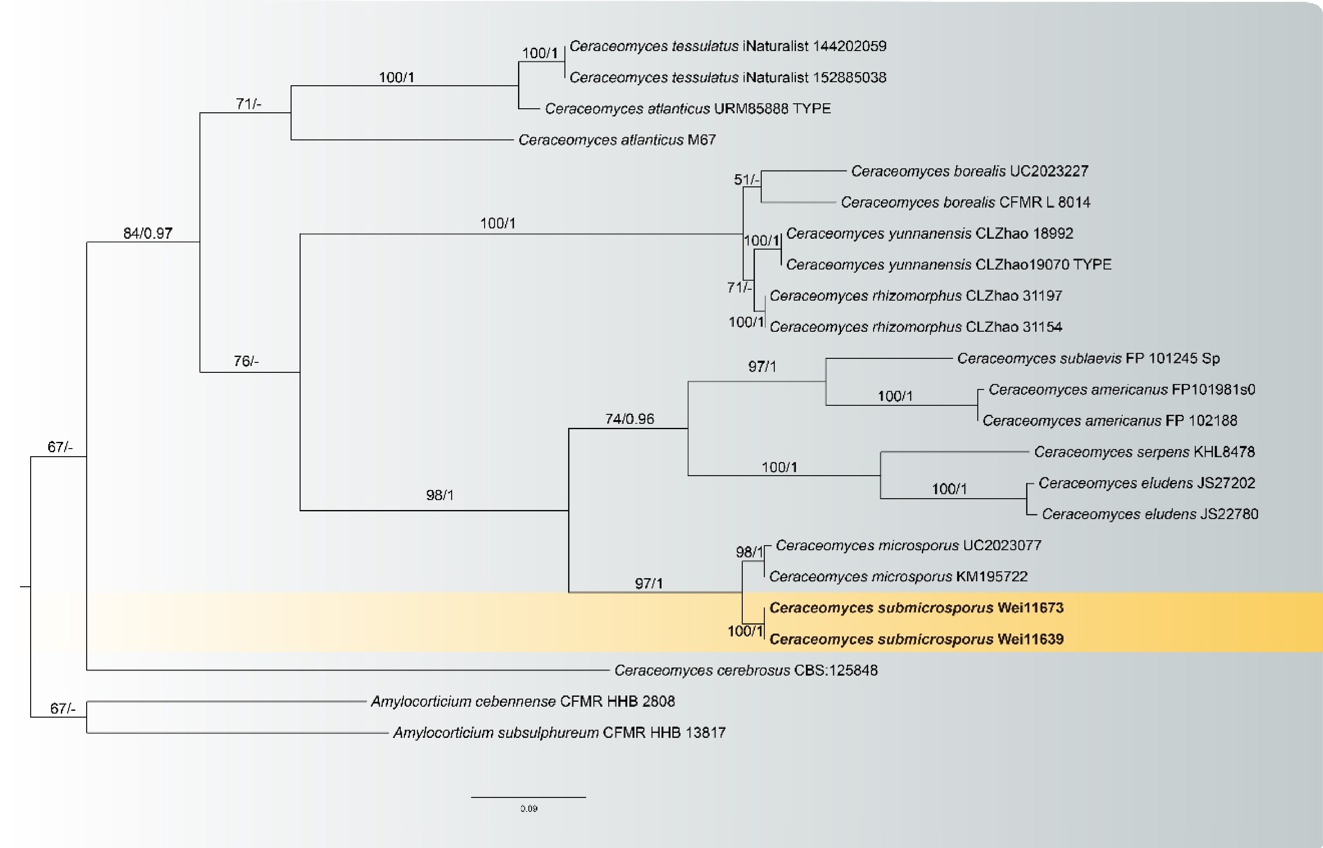 Species diversity of corticioid and hydnoid fungi in China and their ...