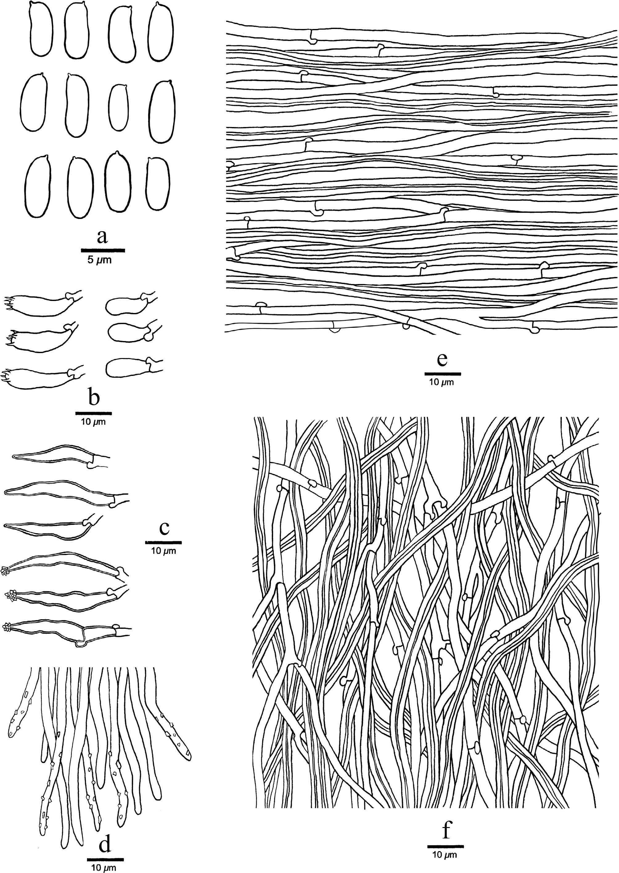 Global phylogeny, divergence times and evolutionary history of ...