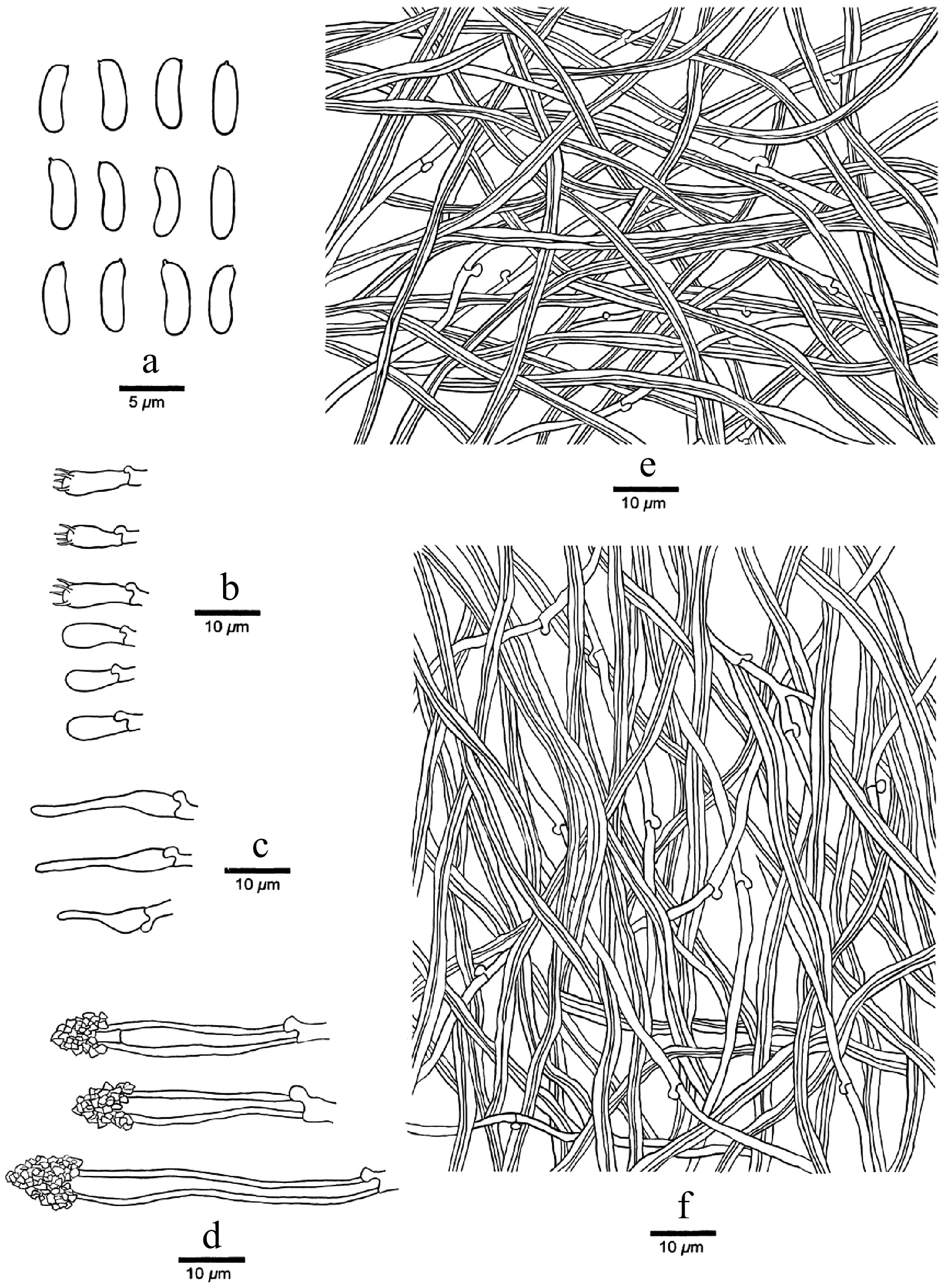 Global phylogeny, divergence times and evolutionary history of ...