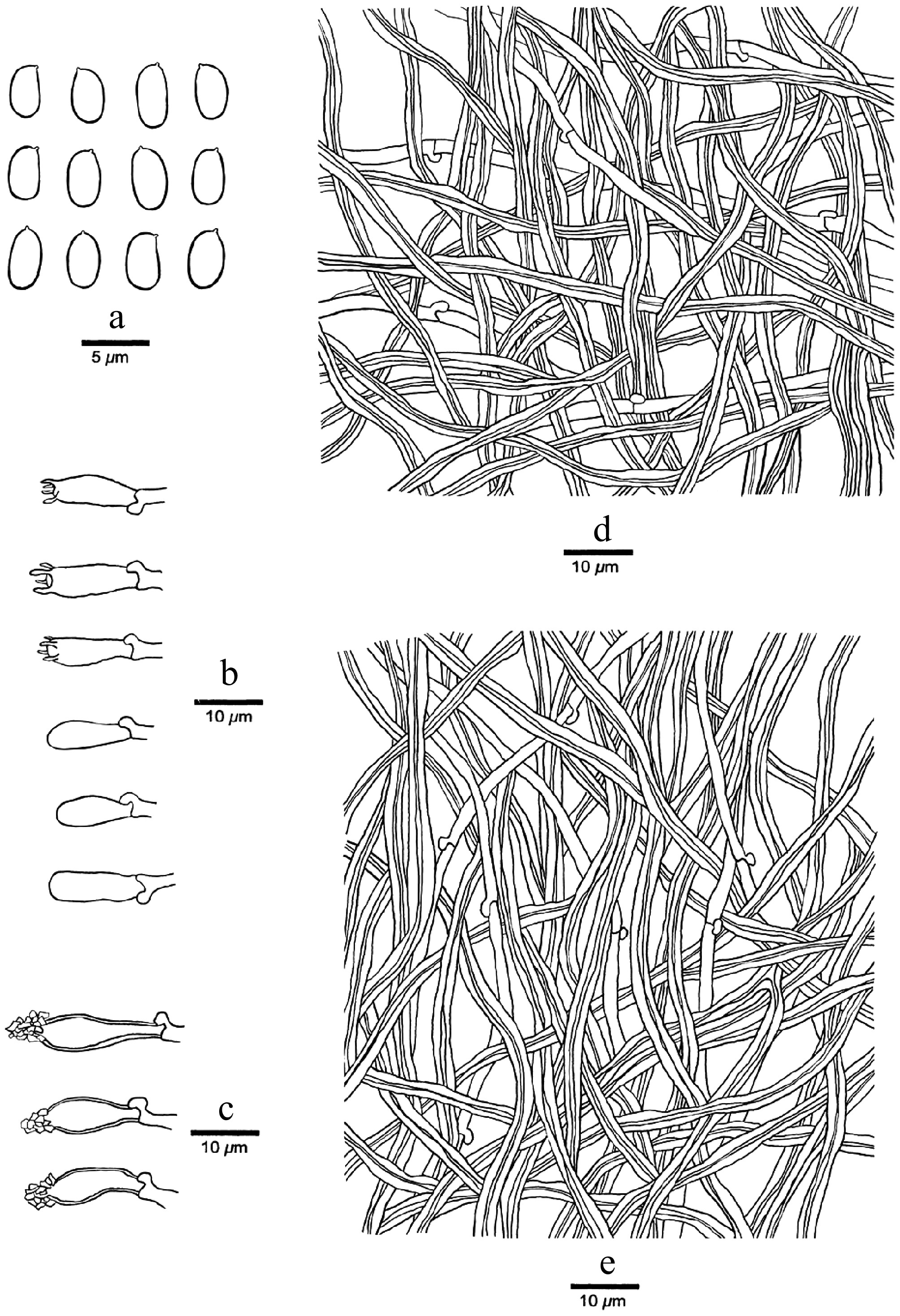 Global phylogeny, divergence times and evolutionary history of ...