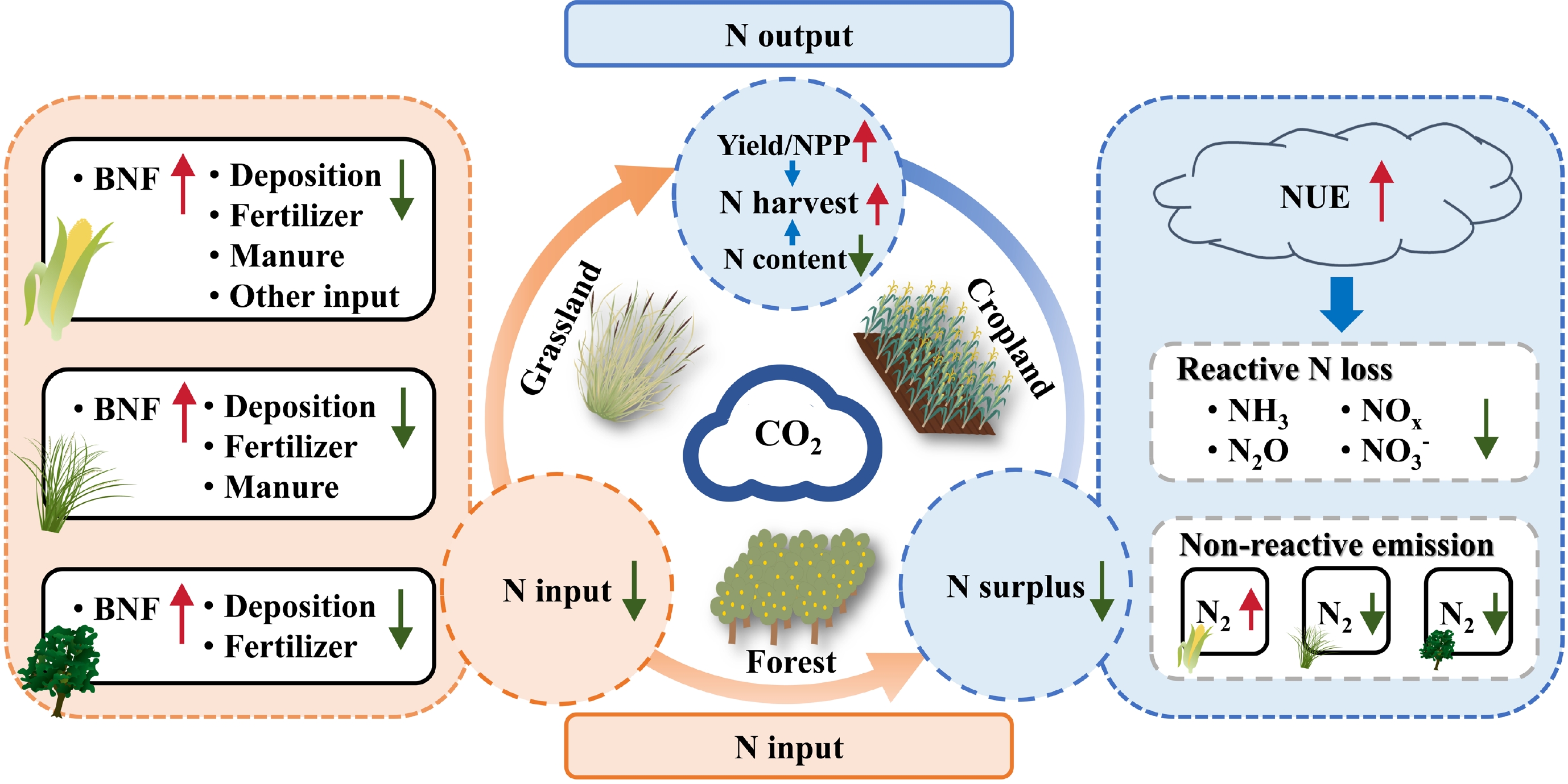 Impacts of climate change on global terrestrial nitrogen cycles