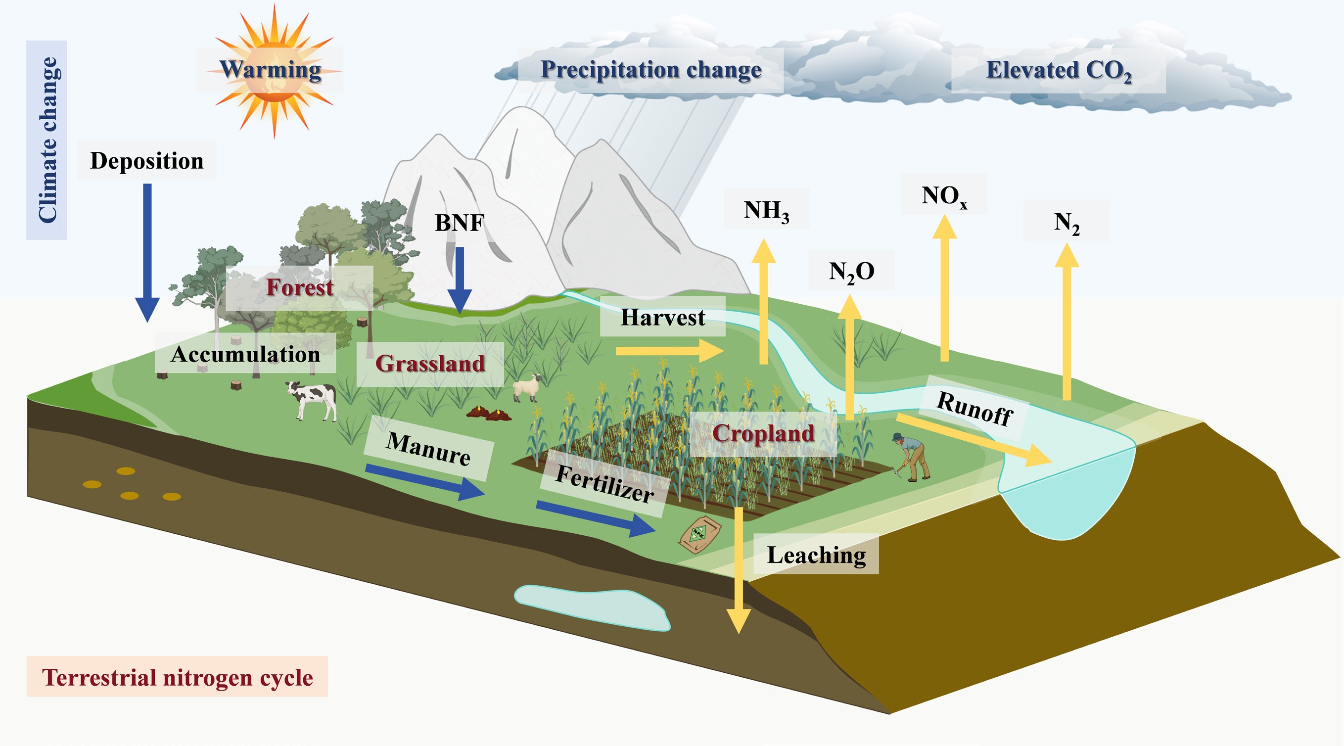 Impacts of climate change on global terrestrial nitrogen cycles