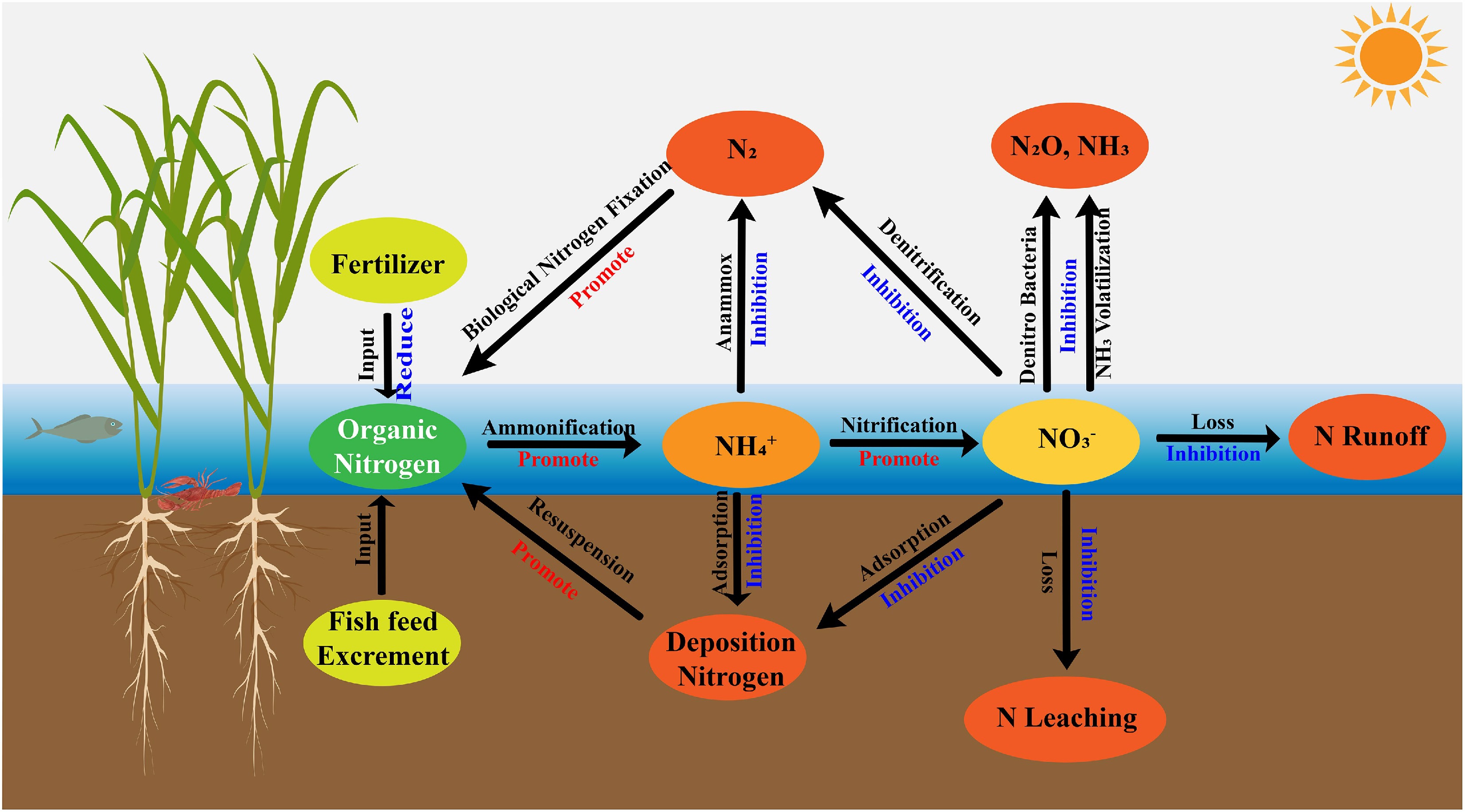Promotion of nitrogen accumulation through enhanced soil-water ...