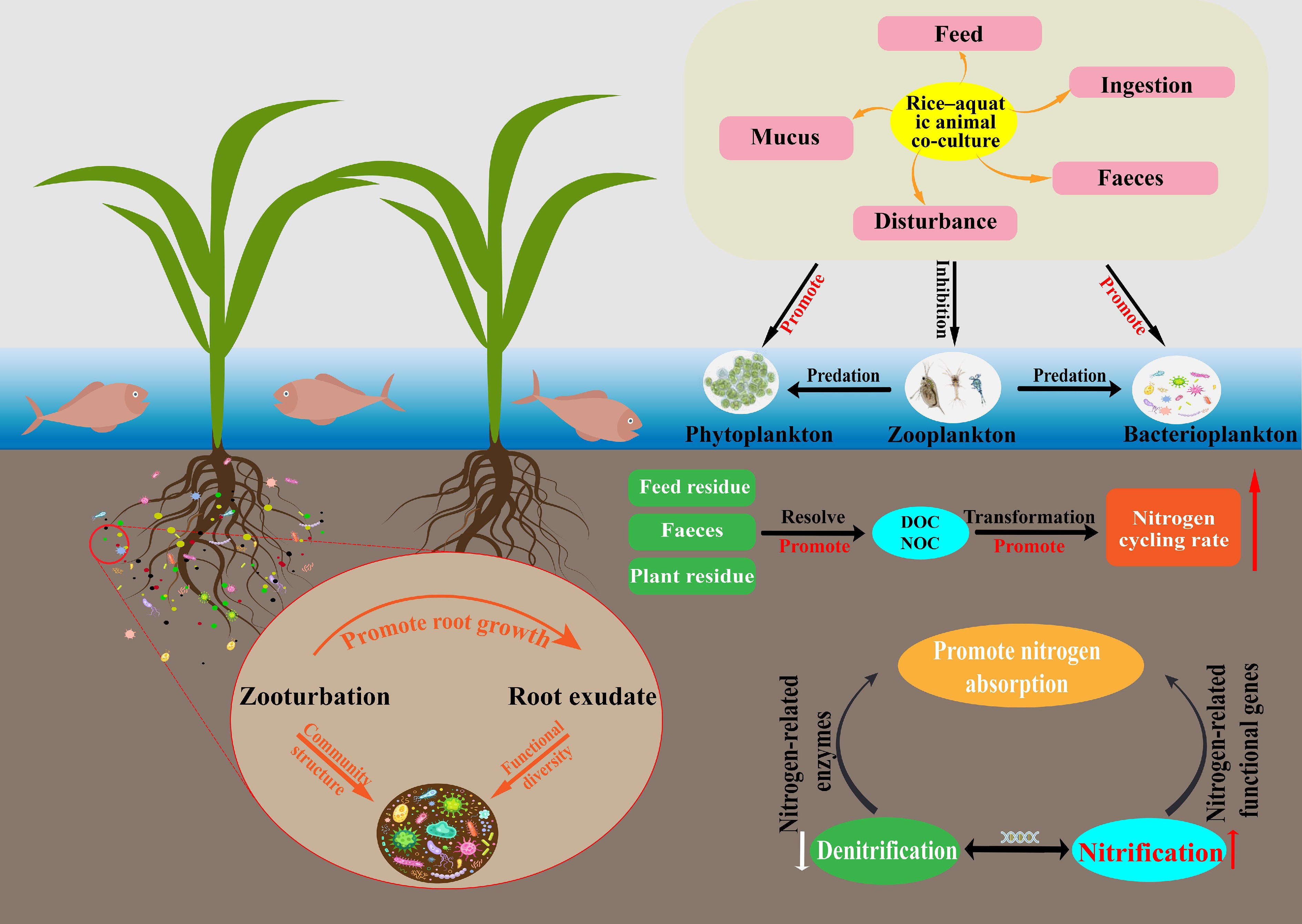 Promotion of nitrogen accumulation through enhanced soil-water ...