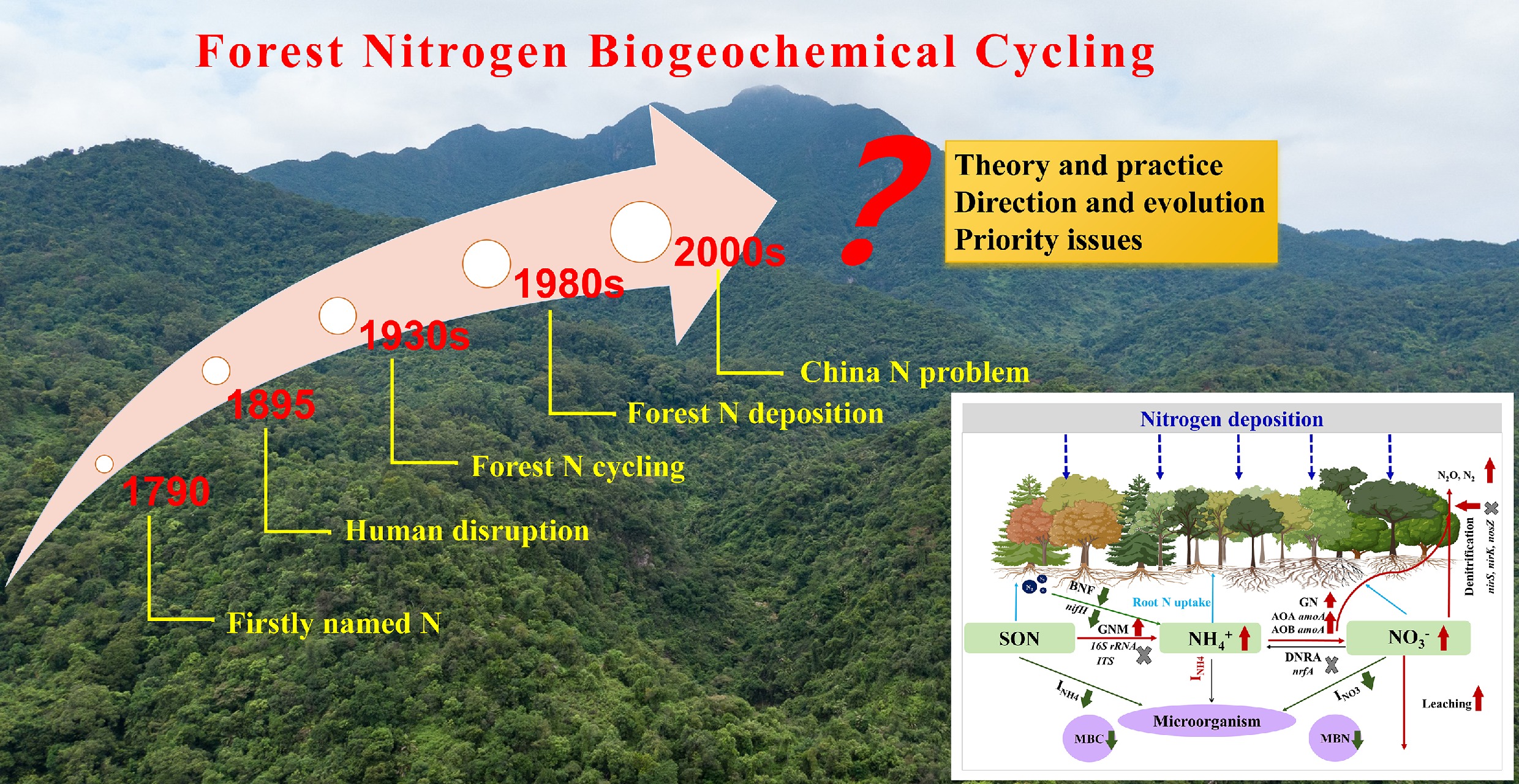Nitrogen biogeochemical cycling in forest ecosystems with the ...