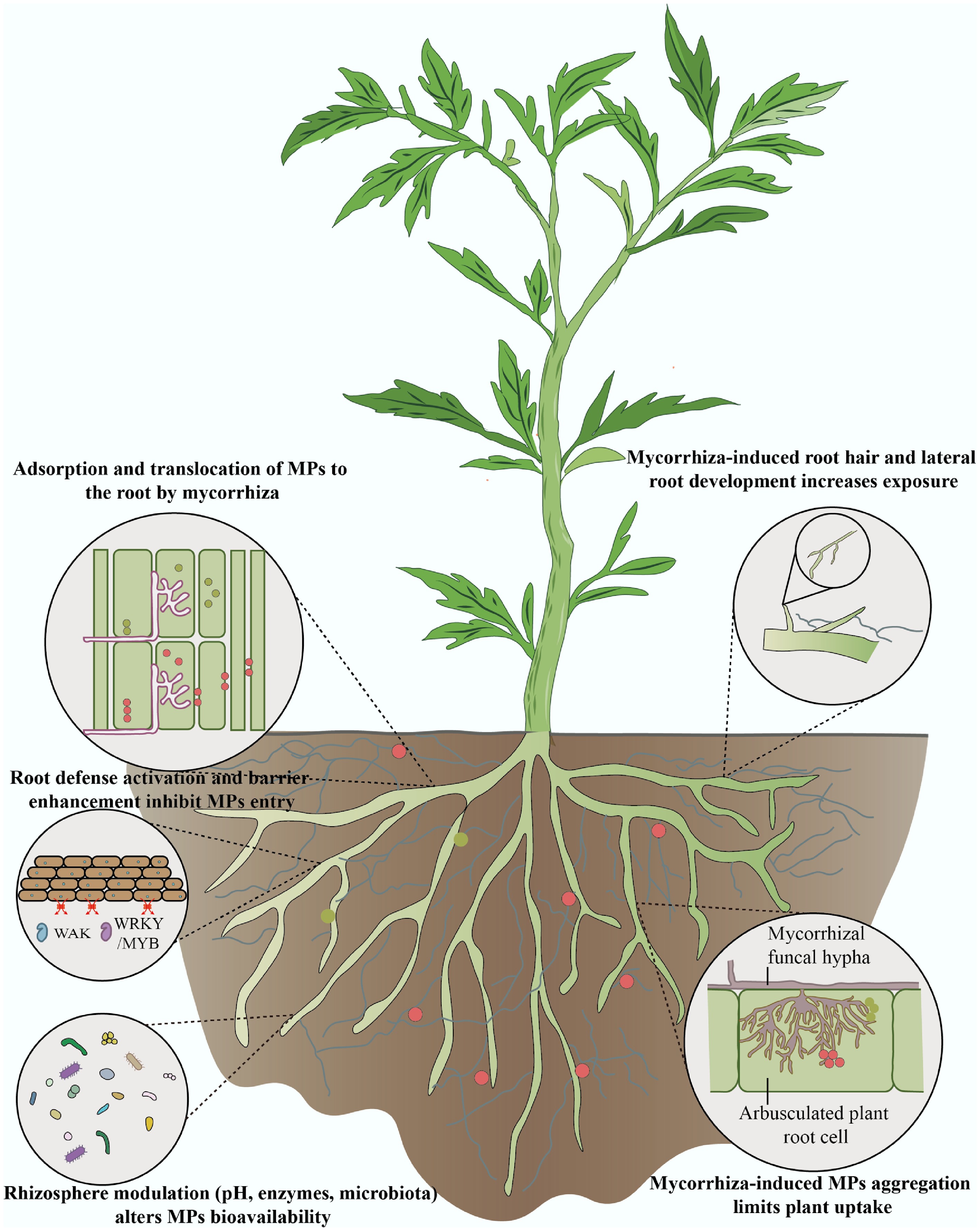 Absorption of microplastics by terrestrial plants and their ecological risk