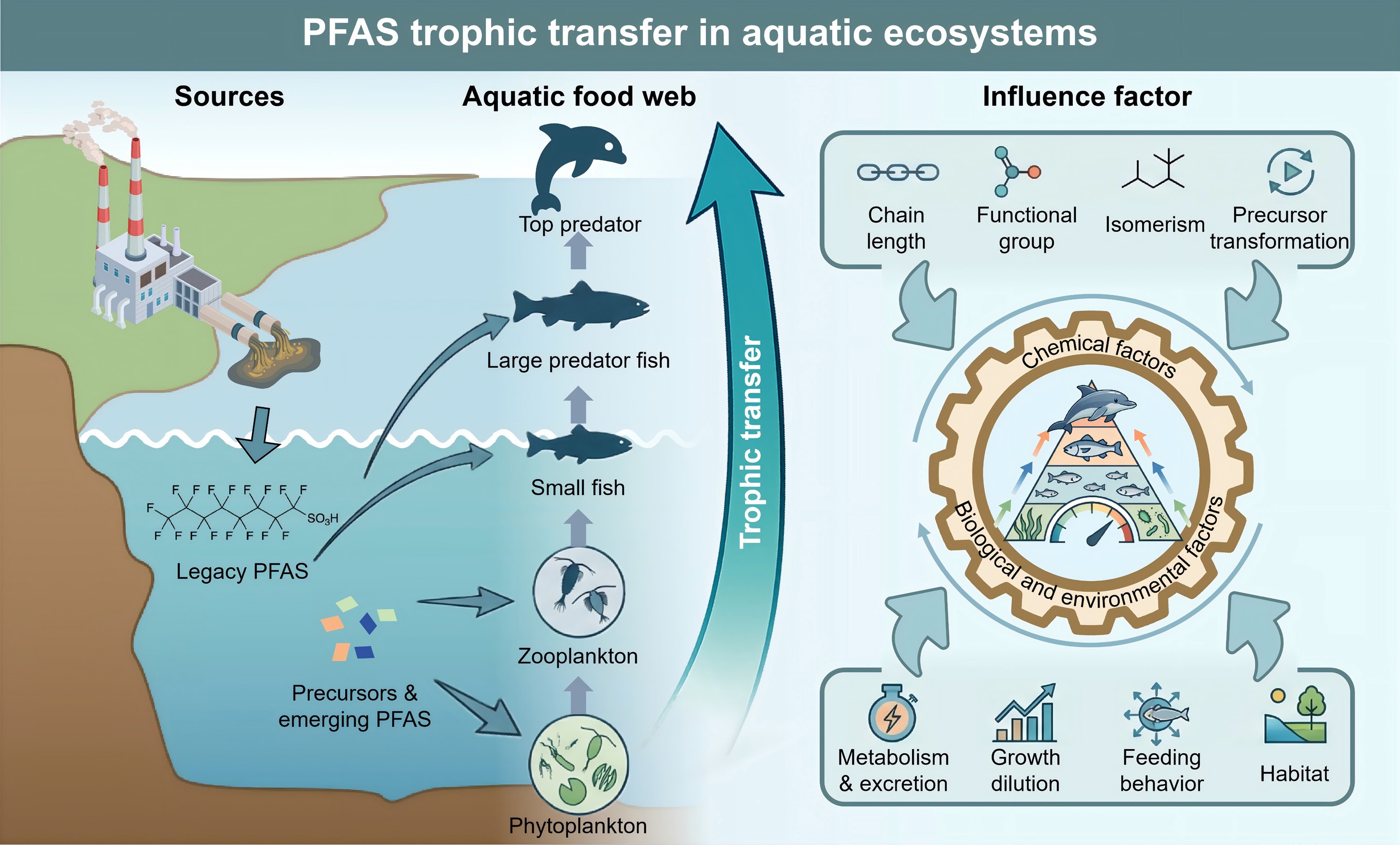 Trophic transfer of per- and polyfluoroalkyl substances in aquatic ...