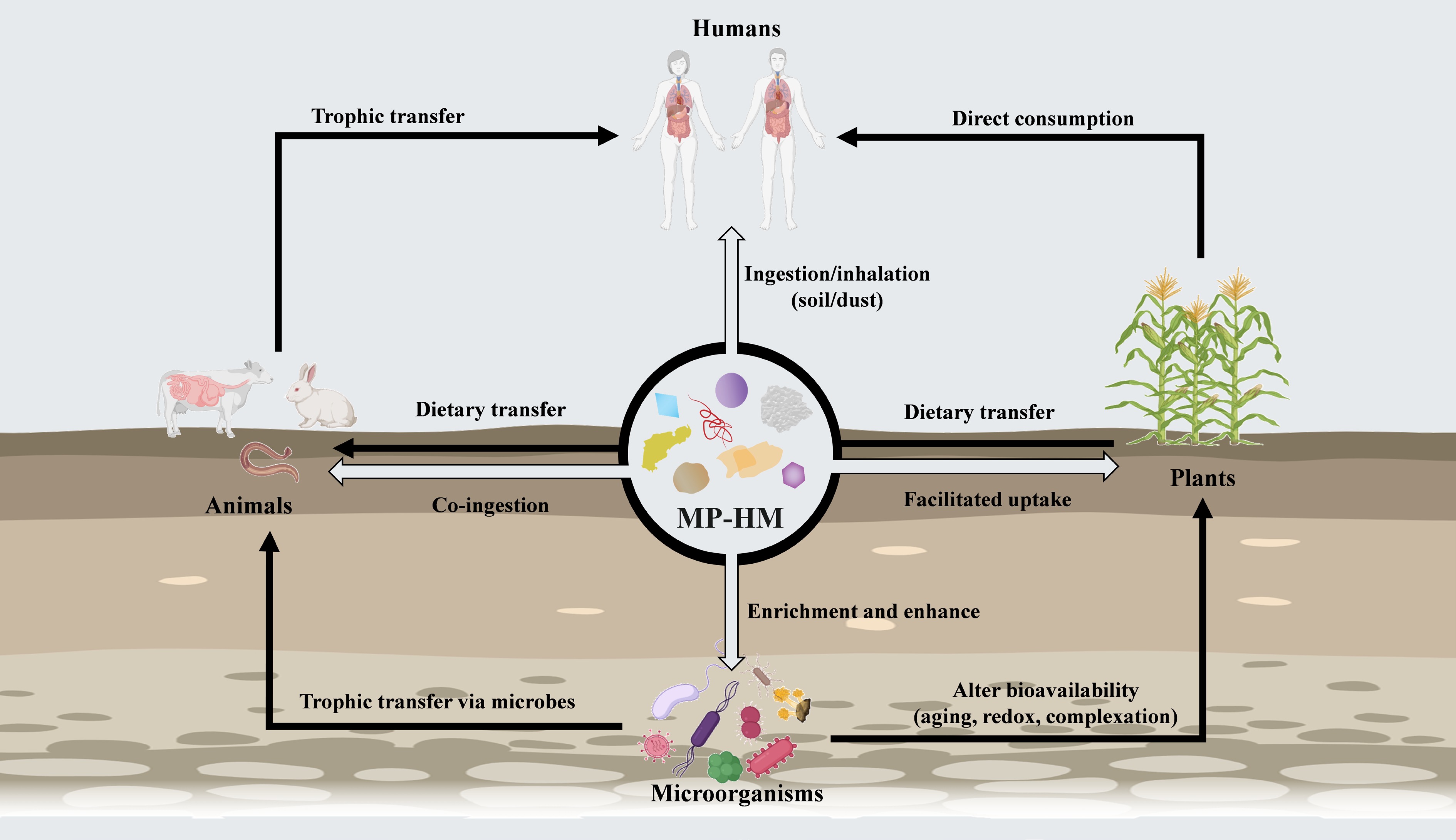 The interplay between microplastics and heavy metals in soil altered ...