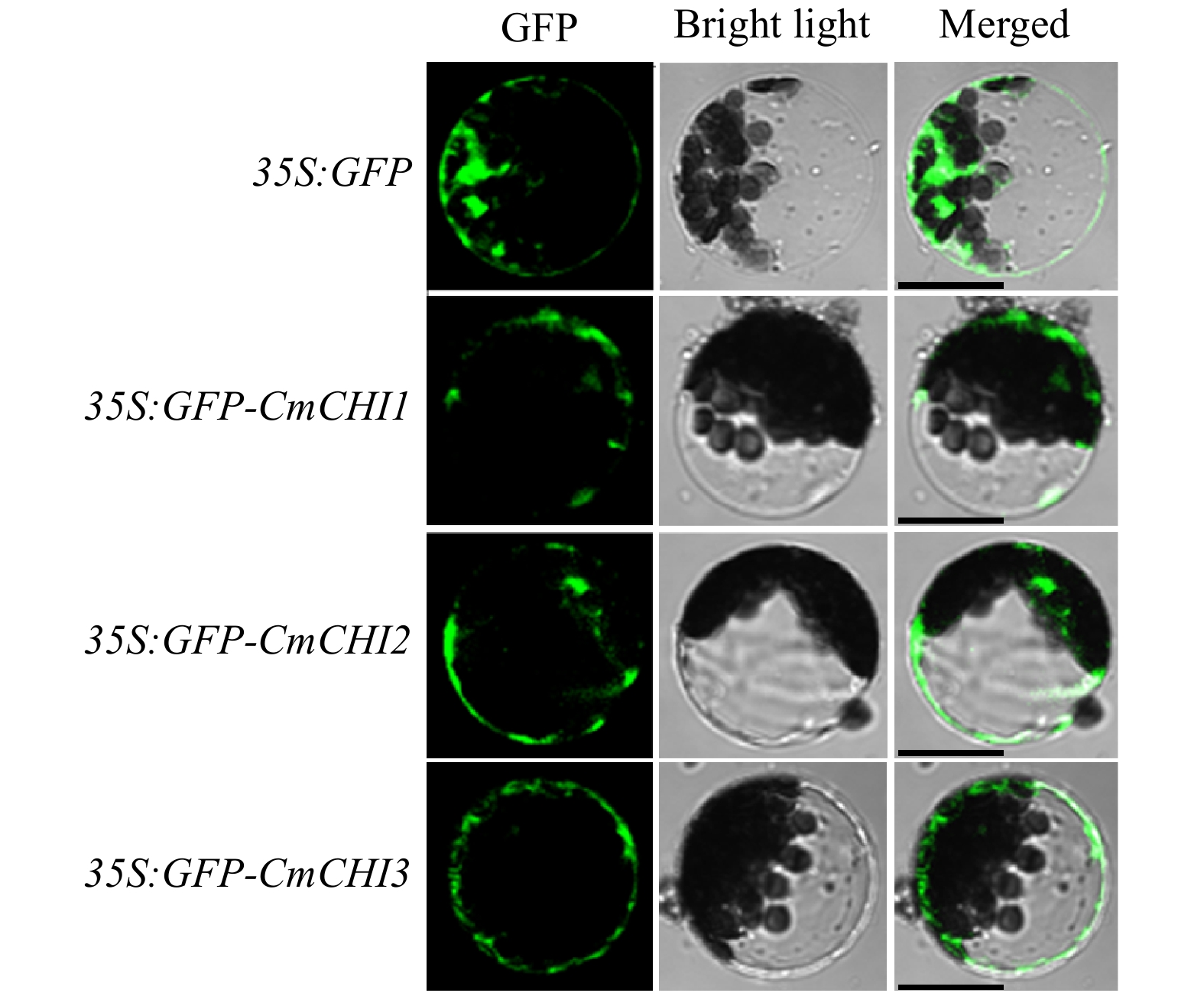 Cloning and Functional Characterization of Chalcone Isomerase Genes ...