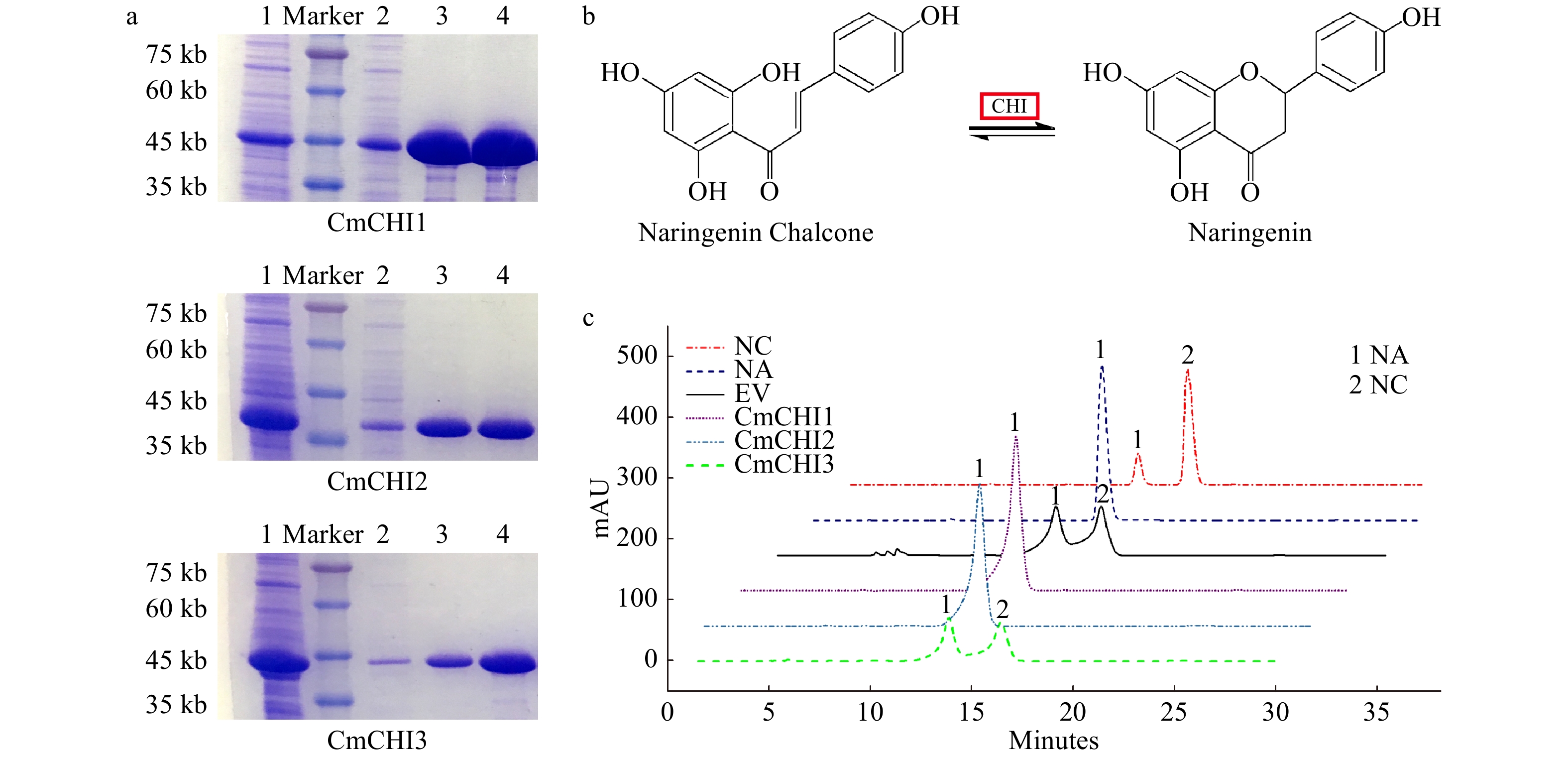 Cloning and Functional Characterization of Chalcone Isomerase Genes ...