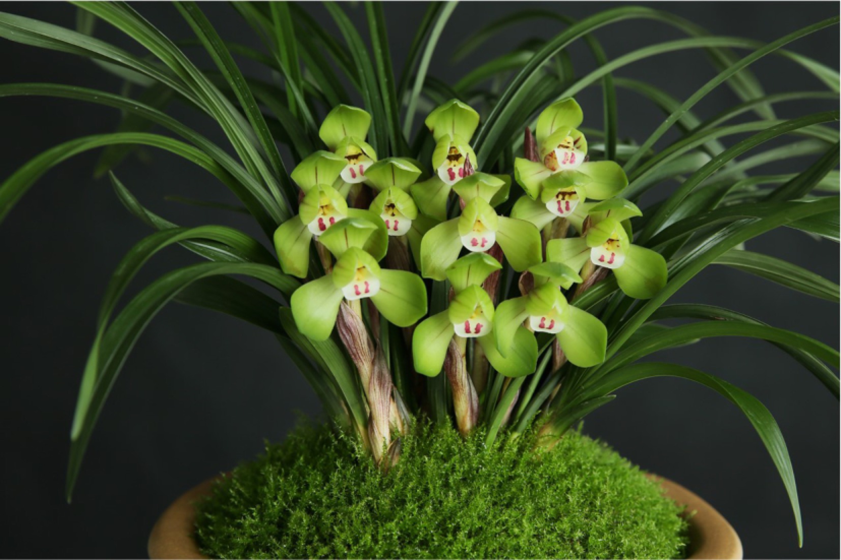 The Cymbidium goeringii genome provides insight into organ development ...