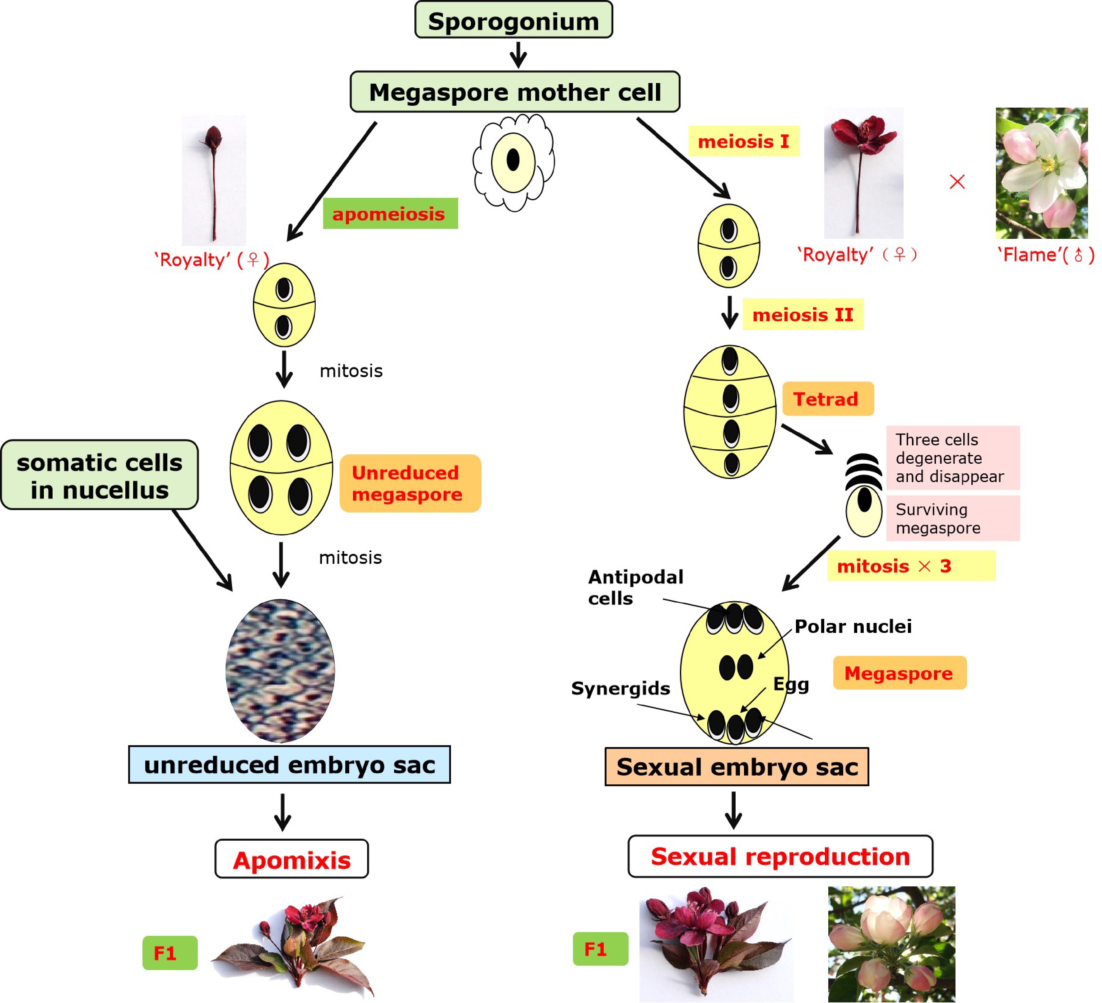 Dysplasia of male organs induces apomixis in Malus crabapples