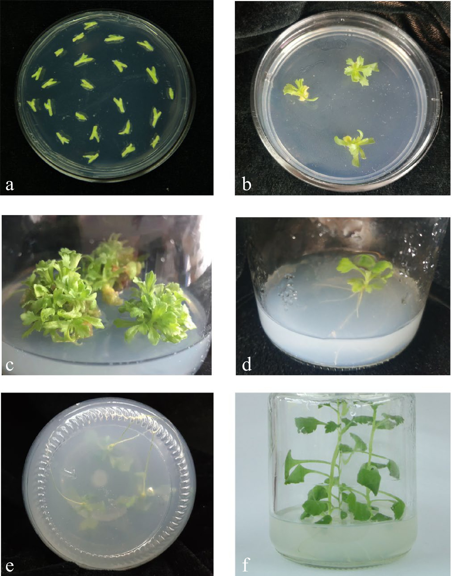 High-efficiency Agrobacterium -mediated transformation of chrysanthemum ...