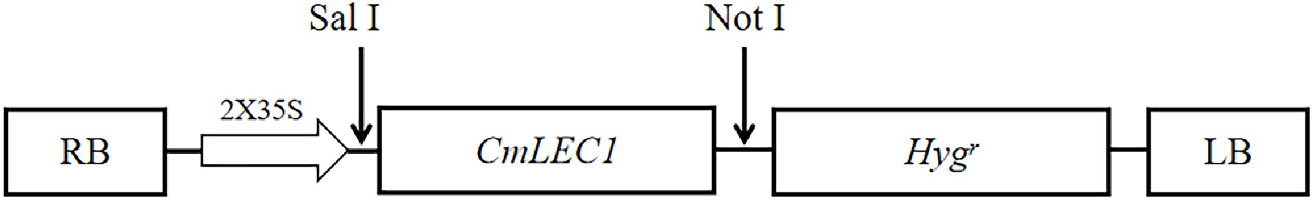 High-efficiency Agrobacterium -mediated transformation of chrysanthemum ...