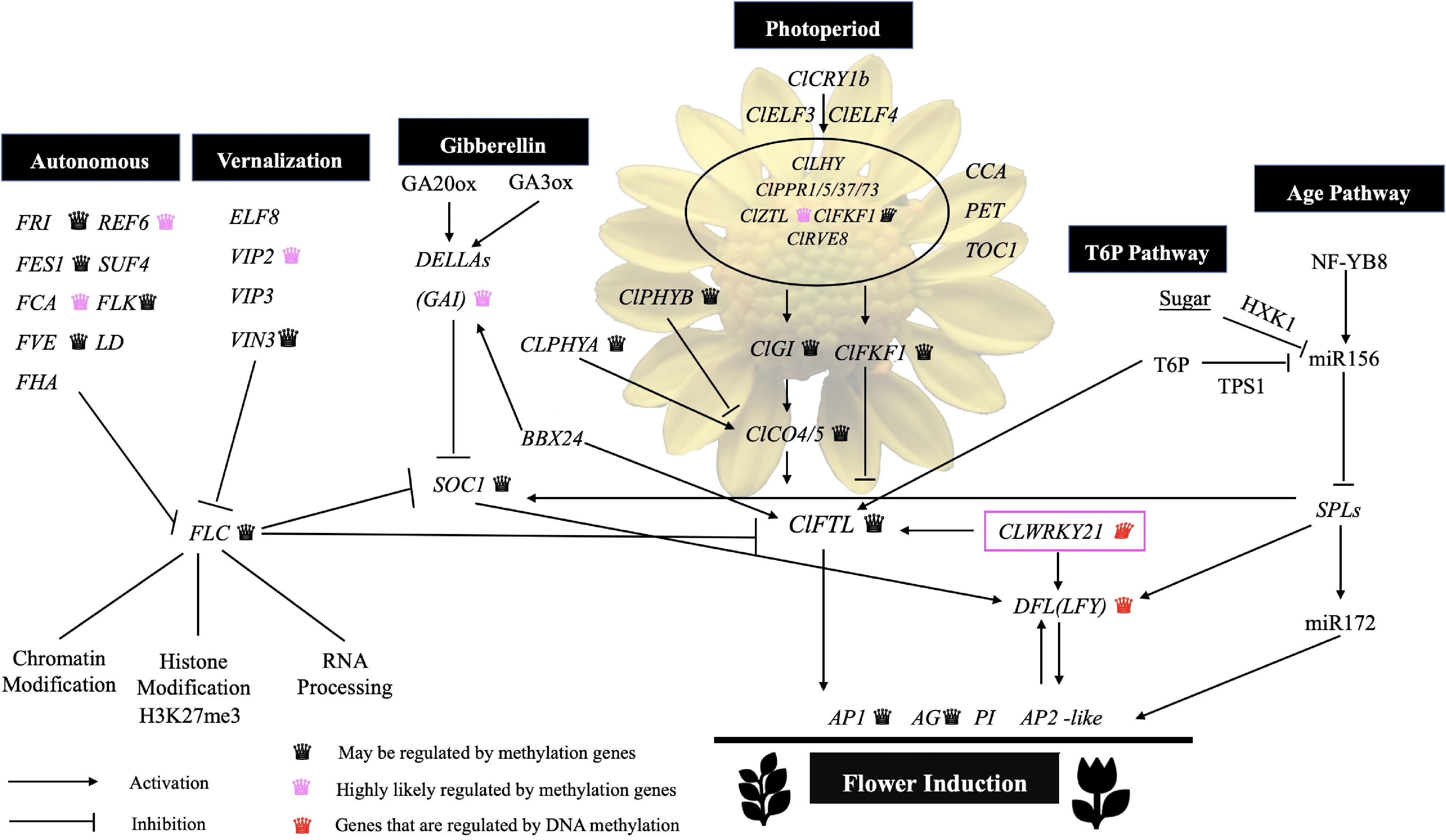MBD protein recognizes flower control genes regulated by DNA ...