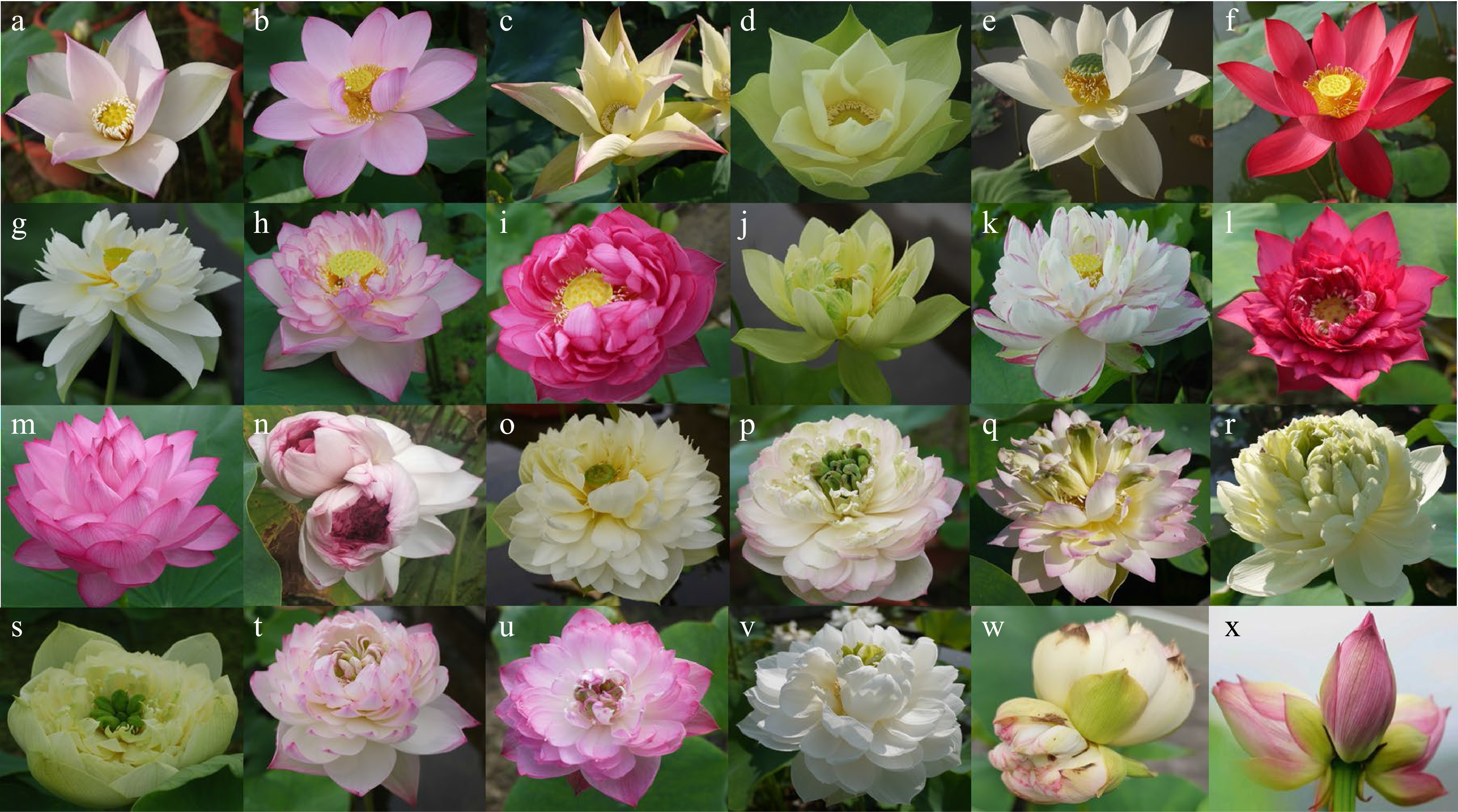 Genetic Resources Of Lotus Nelumbo And Their Improvement genetic-resources-of-lotus-nelumbo-and-their-improvement