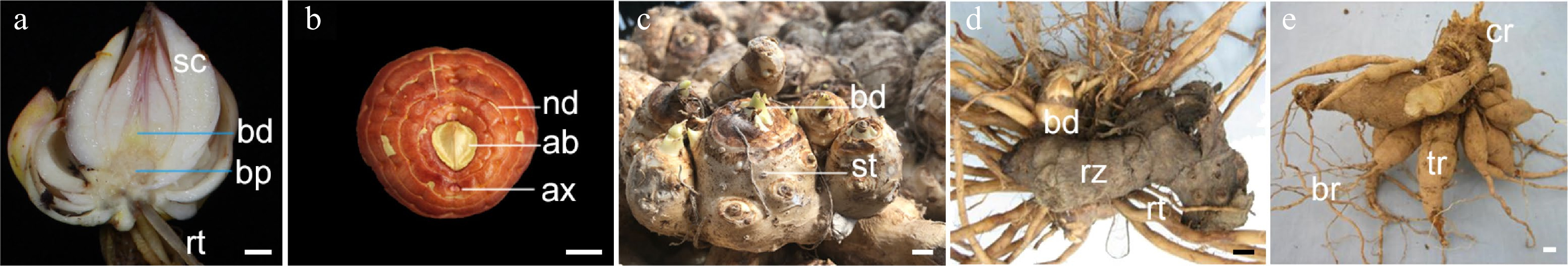A wake-up call signaling in regulating ornamental geophytes dormancy